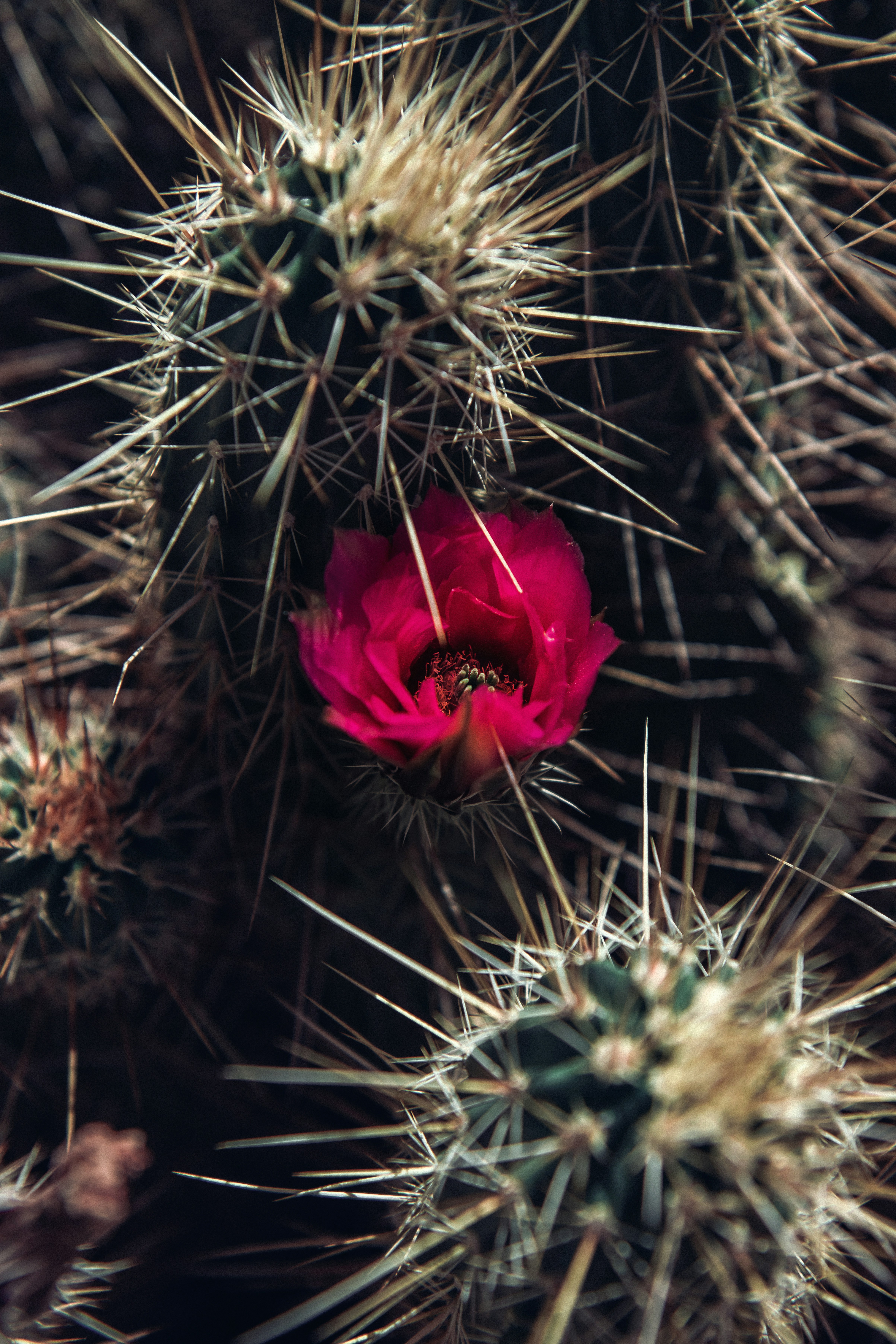 Vibrant pink cactus flower emerging amidst sharp spines, symbolizing beauty in adversity.