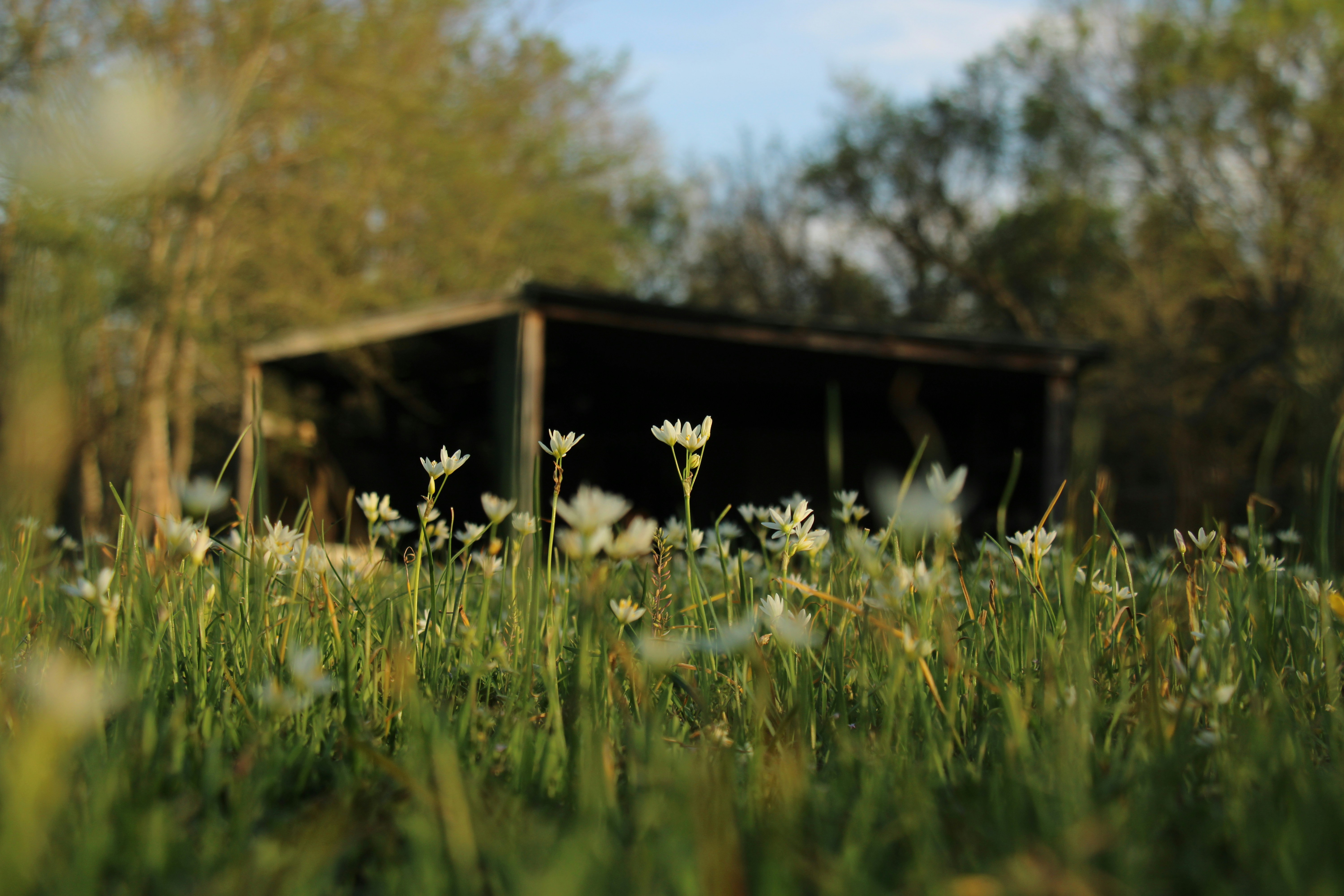 Wildflowers photo shot on Canon EOS 2000D