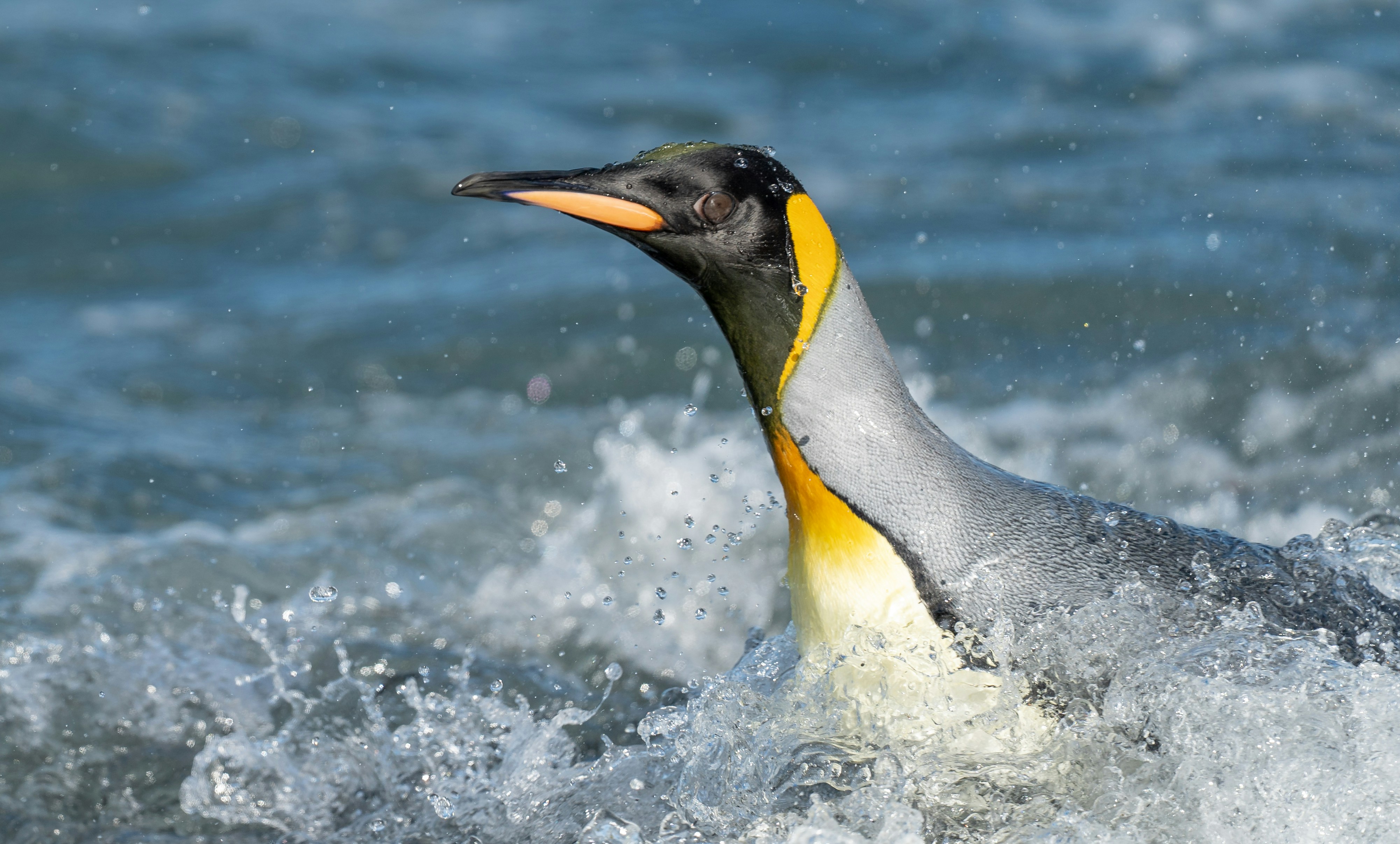 King penguin splashing through ocean waves, showcasing its vibrant plumage and dynamic movement. A striking display of wildlife in its natural habitat.