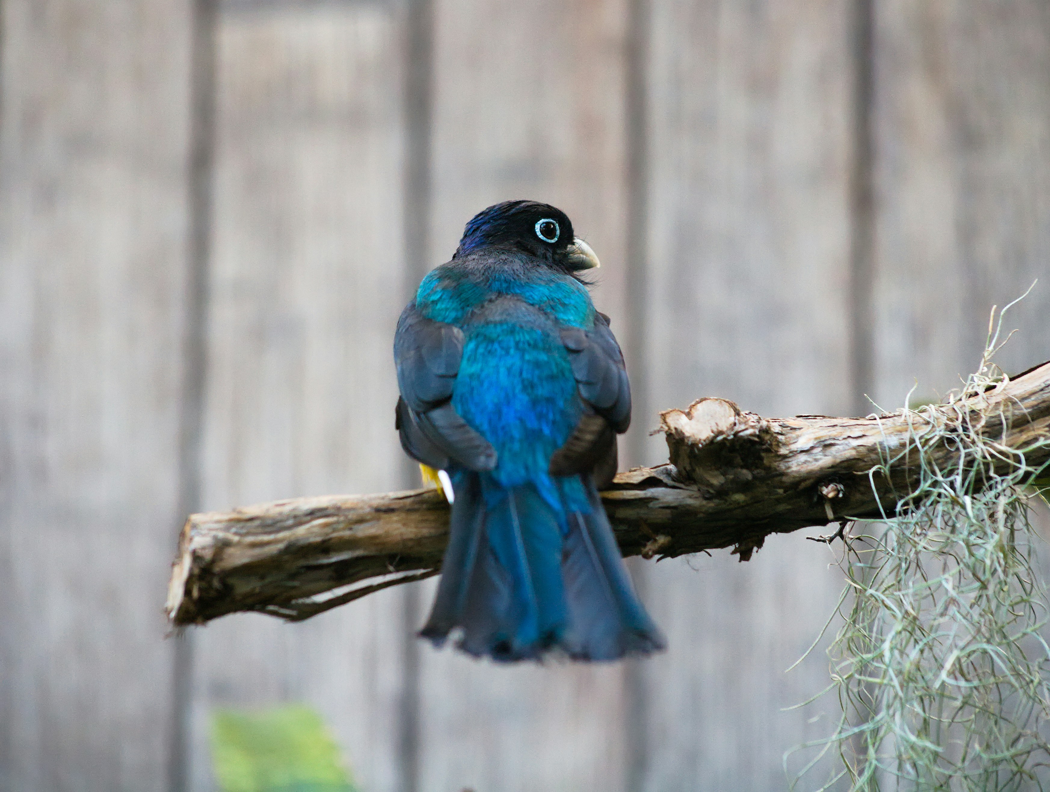 Cerulean Perch: A Blue Bird on a Weathered Branch