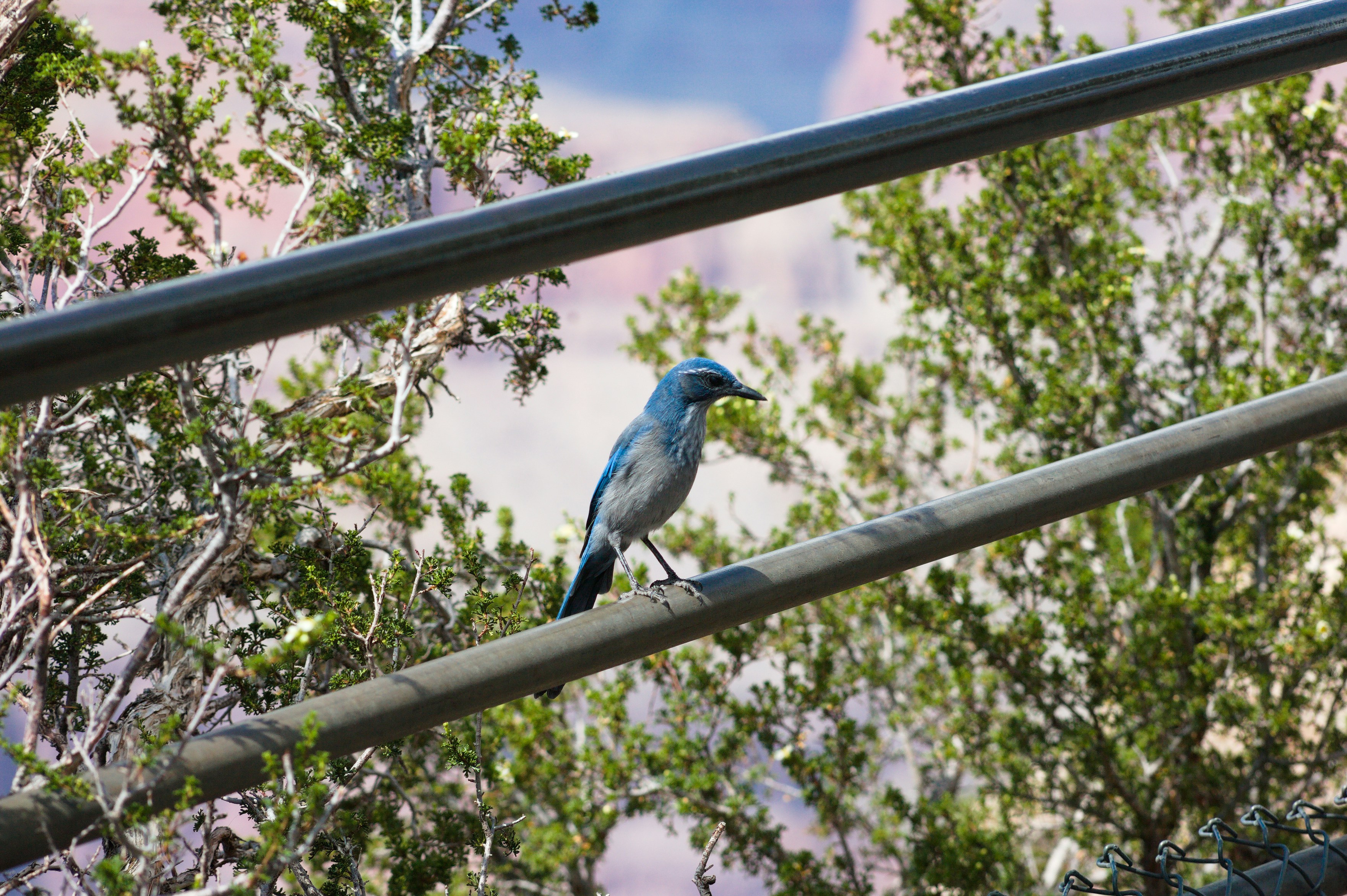 Blue on the Cables: A Solo Songbird Between Leaves and Distant Peaks
