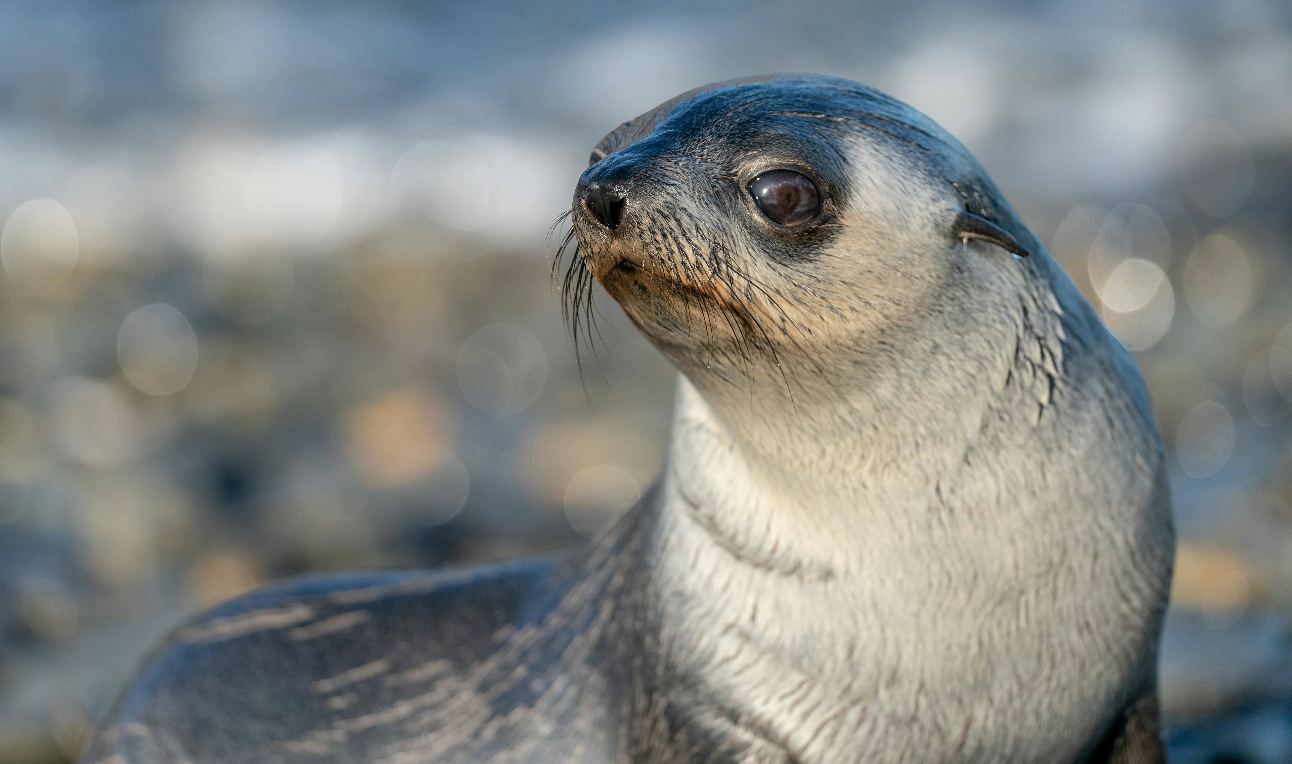 Un primer plano de una foca en una playa foto – Imagen de Perro ...