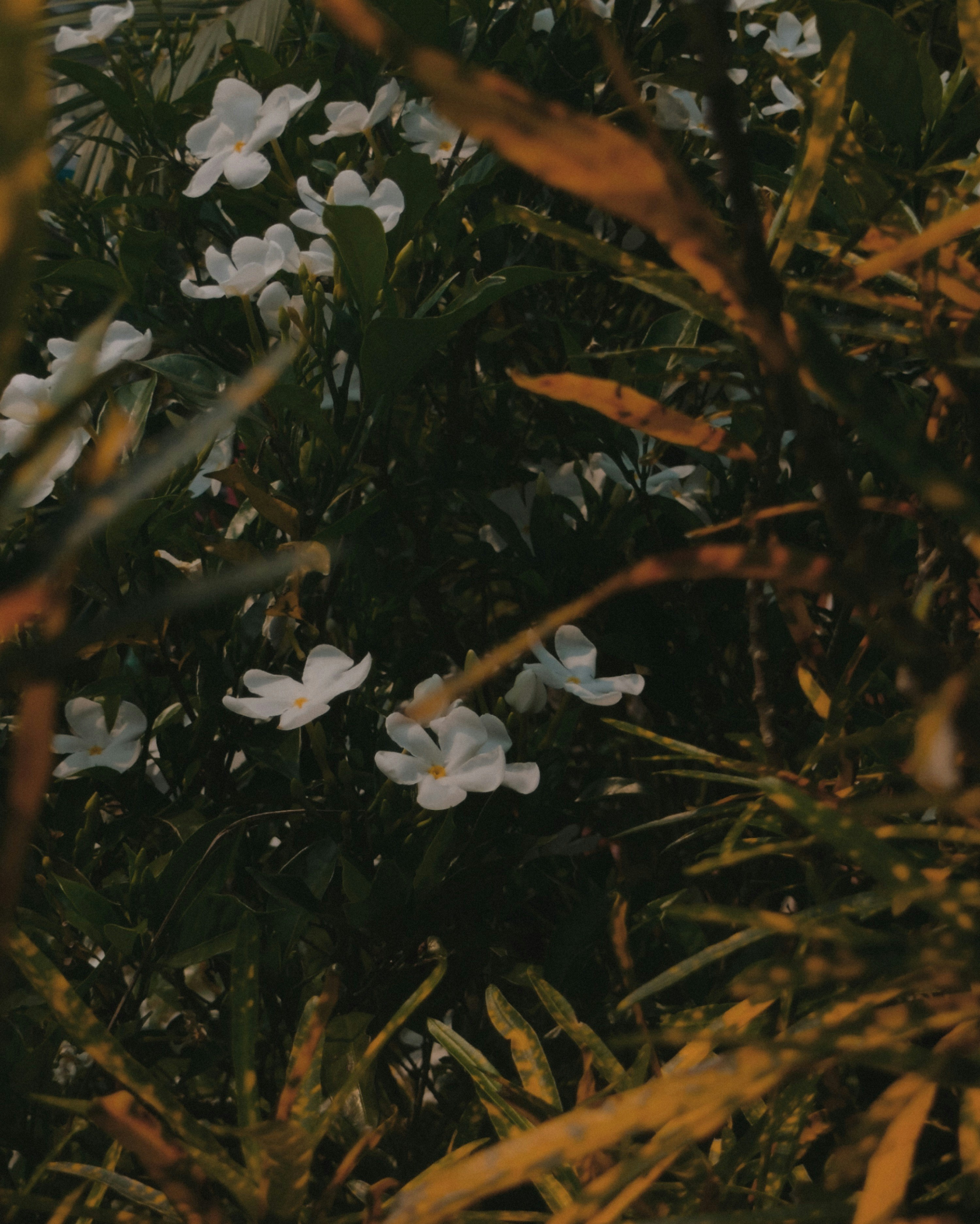 Download Free Photography Background Pictures [HD] | Unsplash