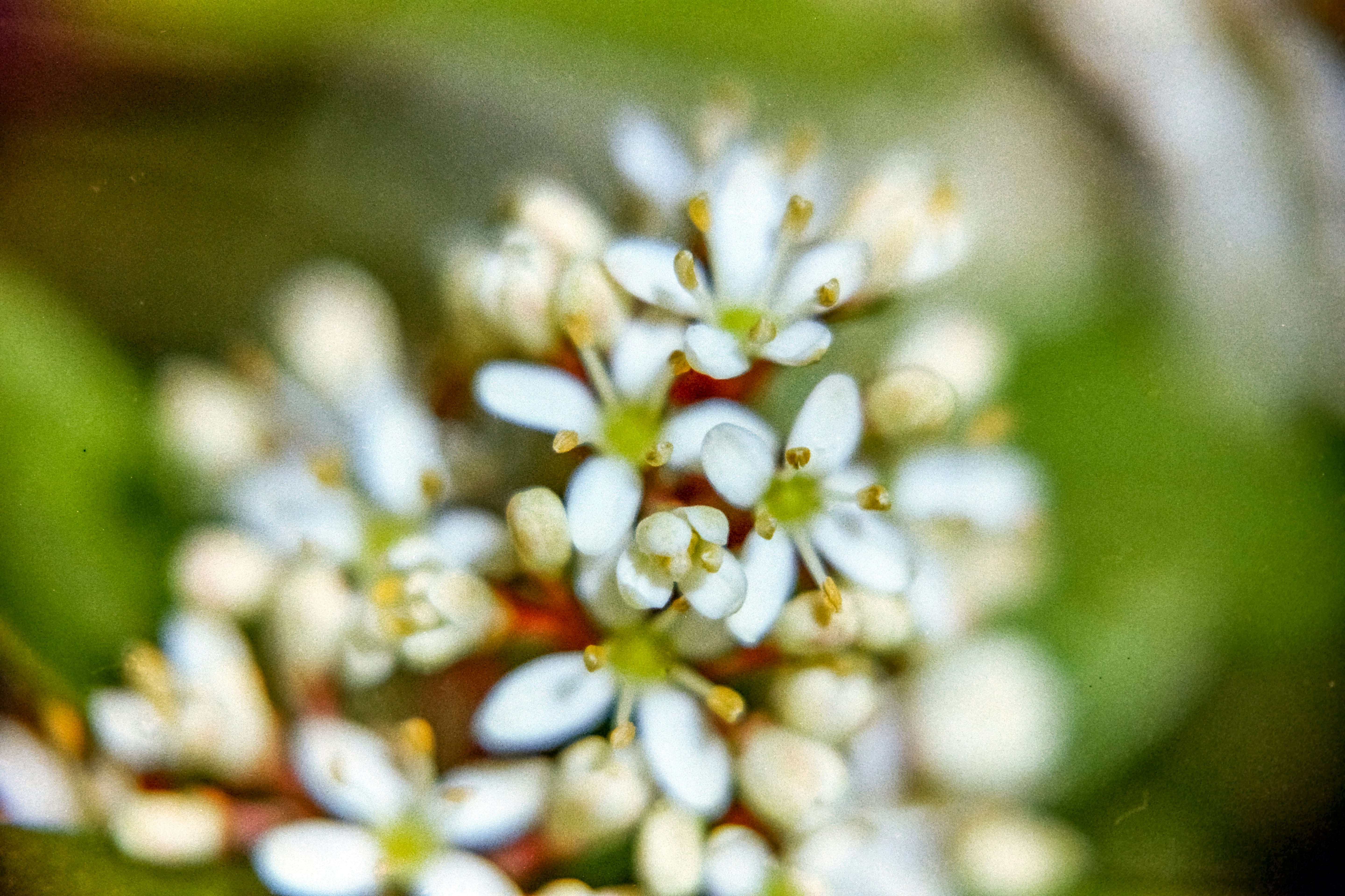 Blossoms in Soft Focus: a Tender Macro Moment