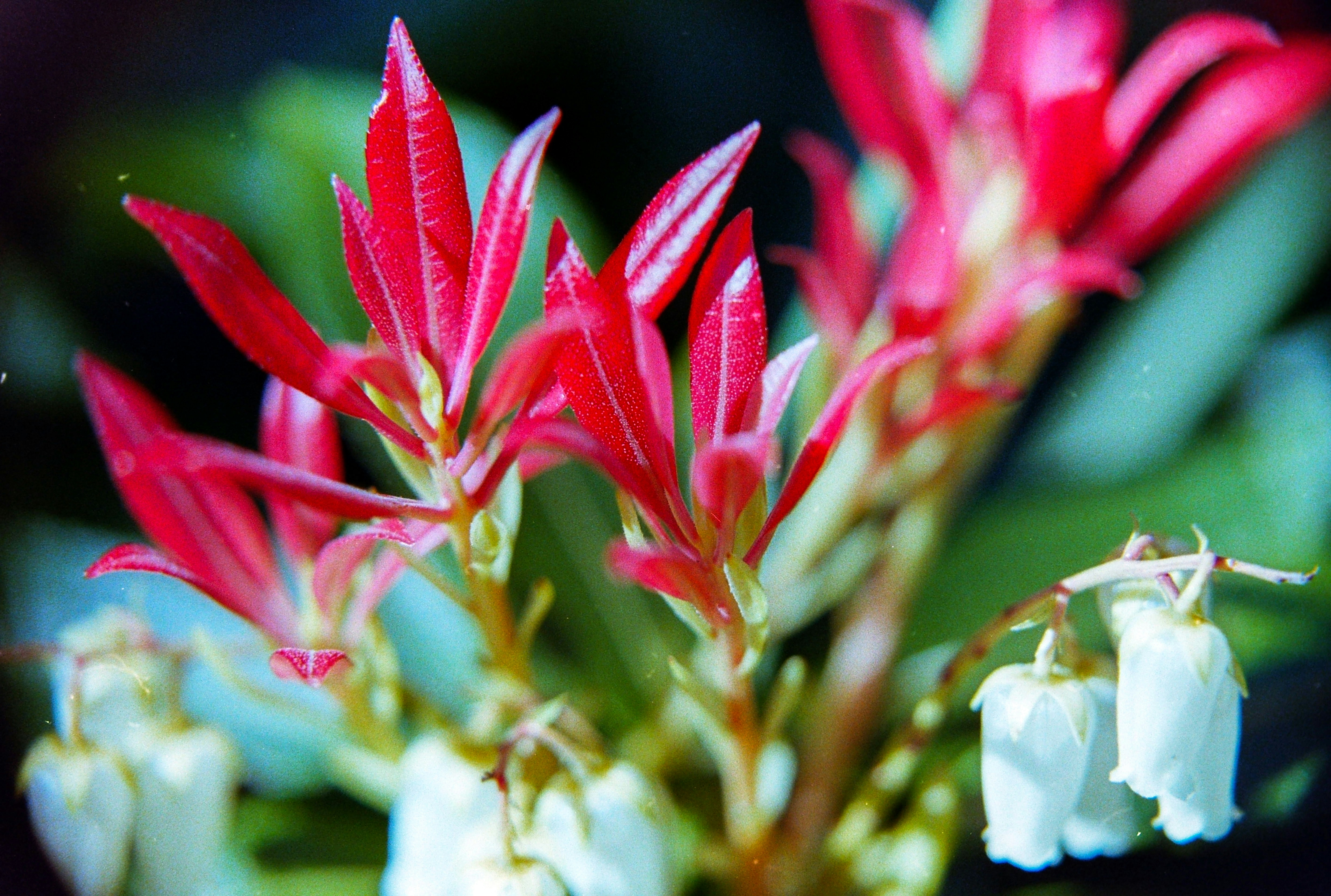 Macro photograph of red and white tropical flowers against a vibrant green background. The shallow depth of field keeps the red petals in sharp focus while the rest remains softly blurred.
