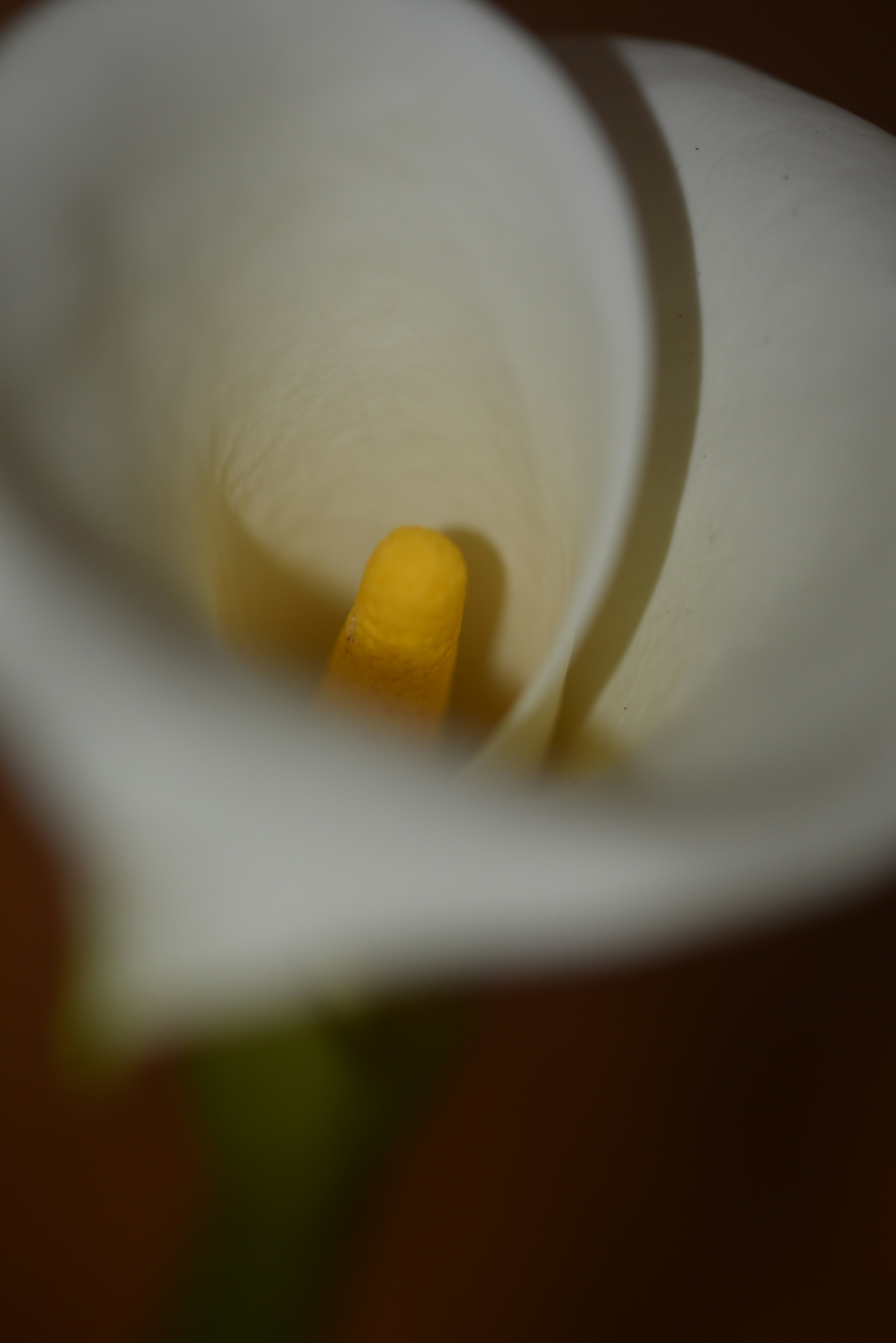 a close up of a white flower with a yellow center