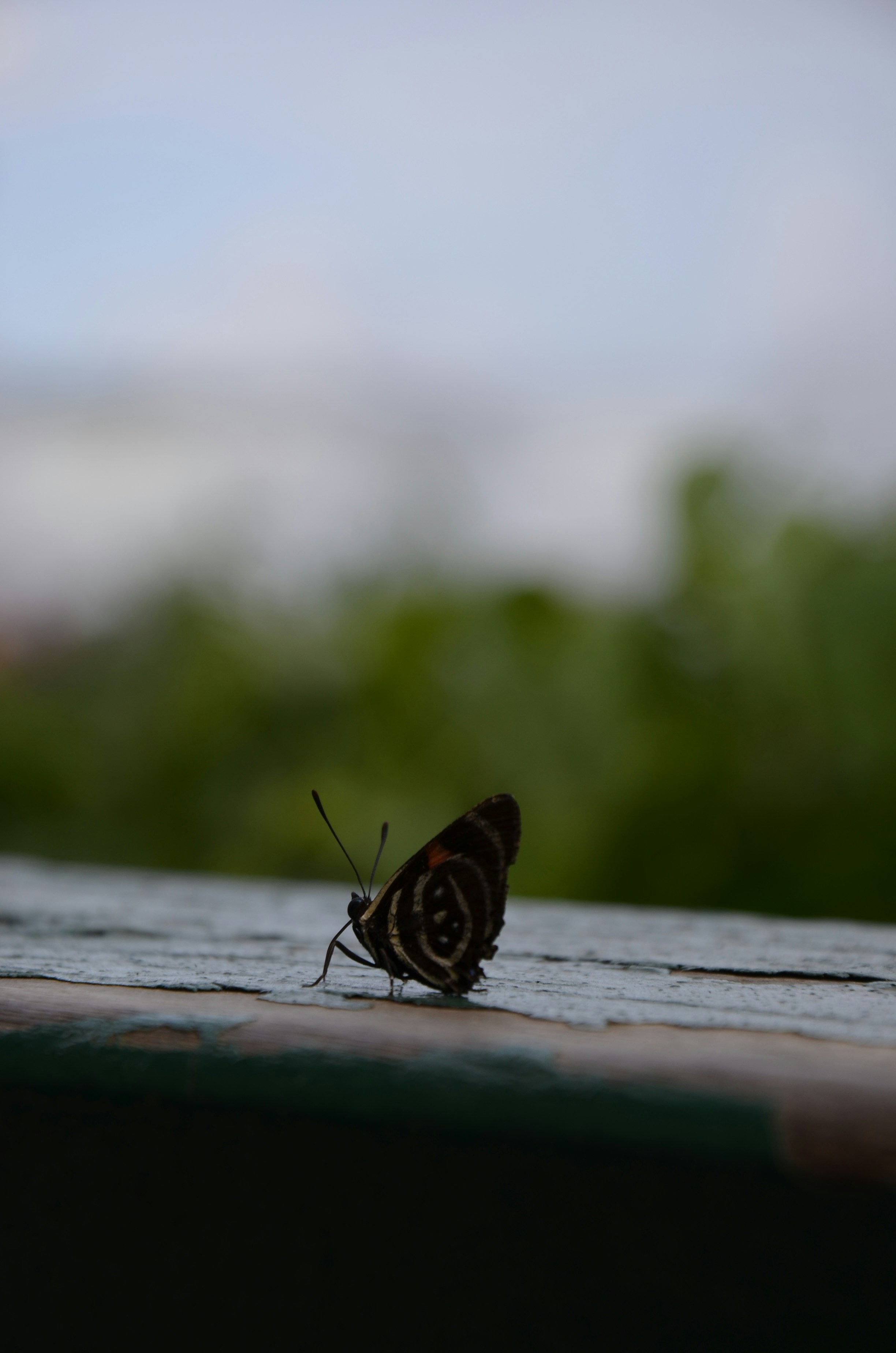 Solitary Butterfly on Weathered Rail, Blurred Green Backdrop