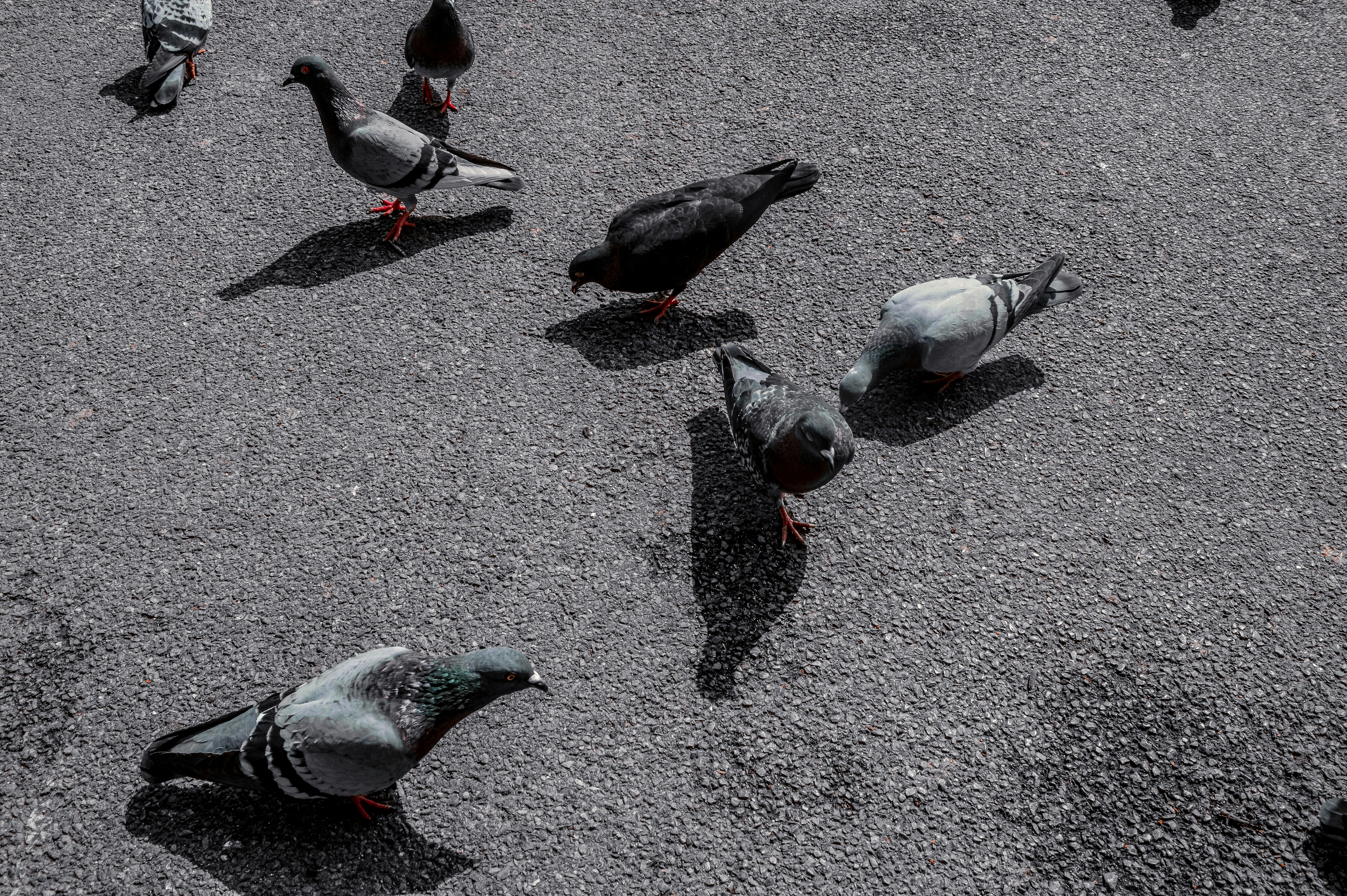 A flock of birds standing on top of a parking lot photo – Free Swansea ...