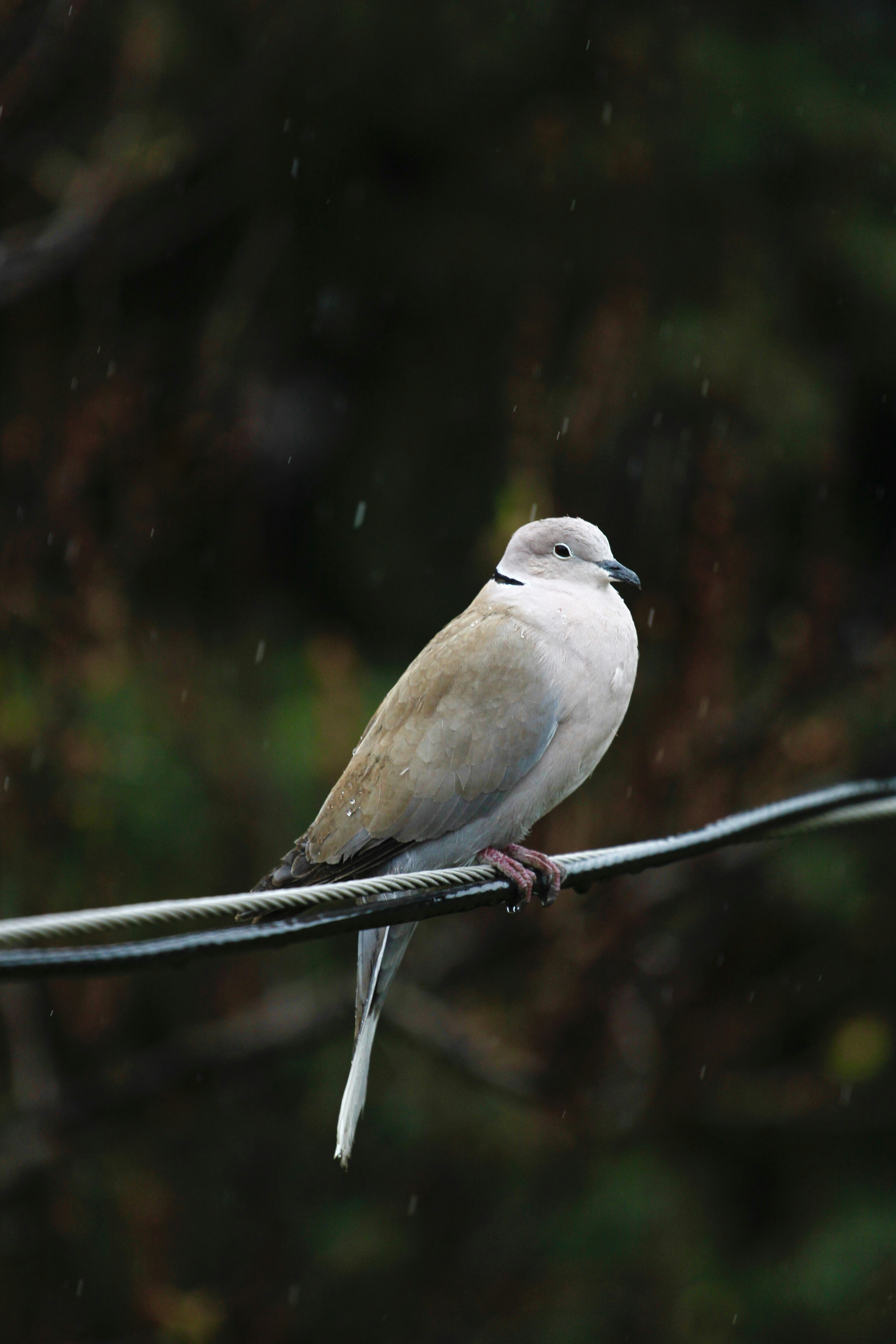 Pearl-gray Dove Perched on a Rain-Slick Wire