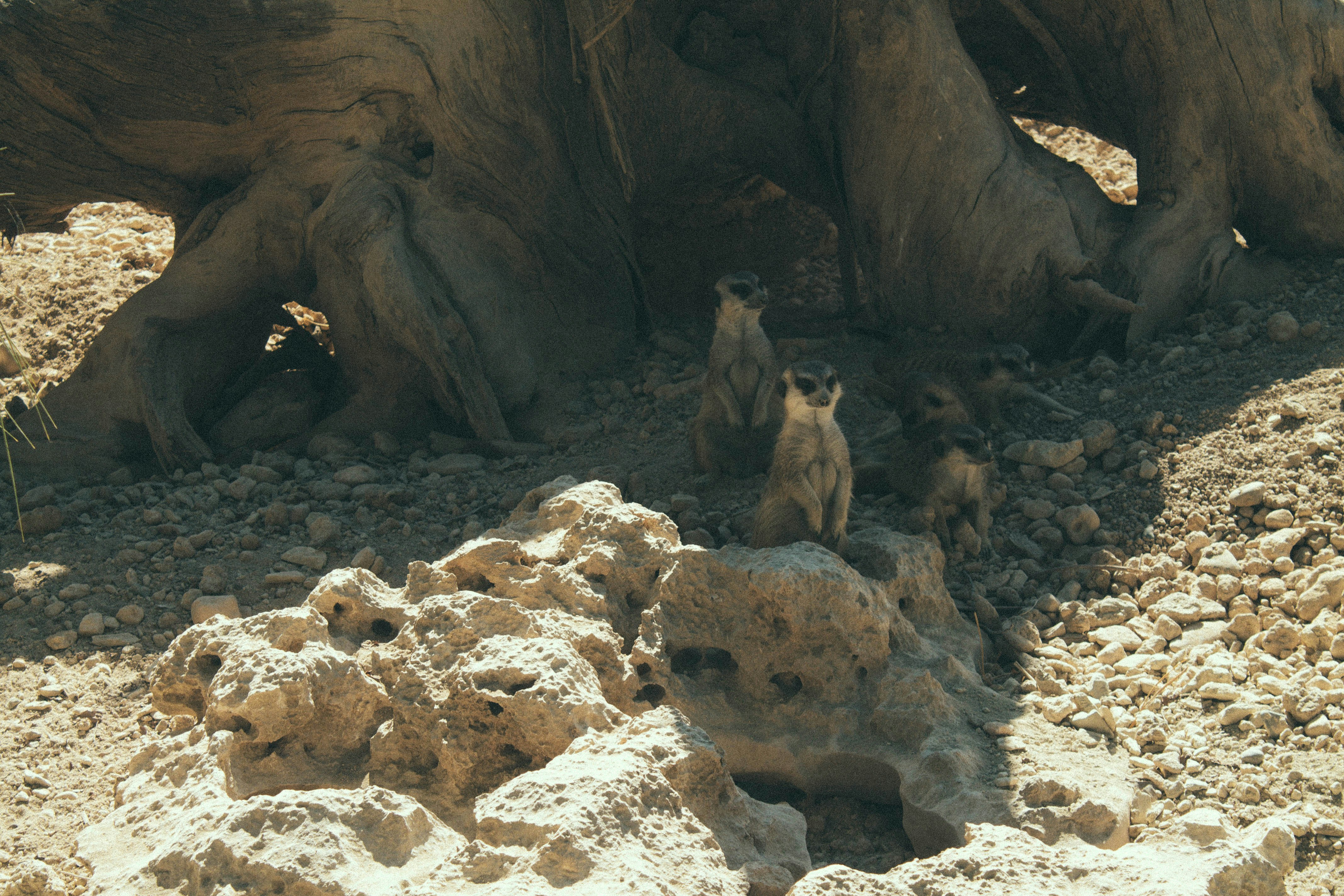 Two meerkats emerge from the shade of a gnarled tree atop sunlit rubble