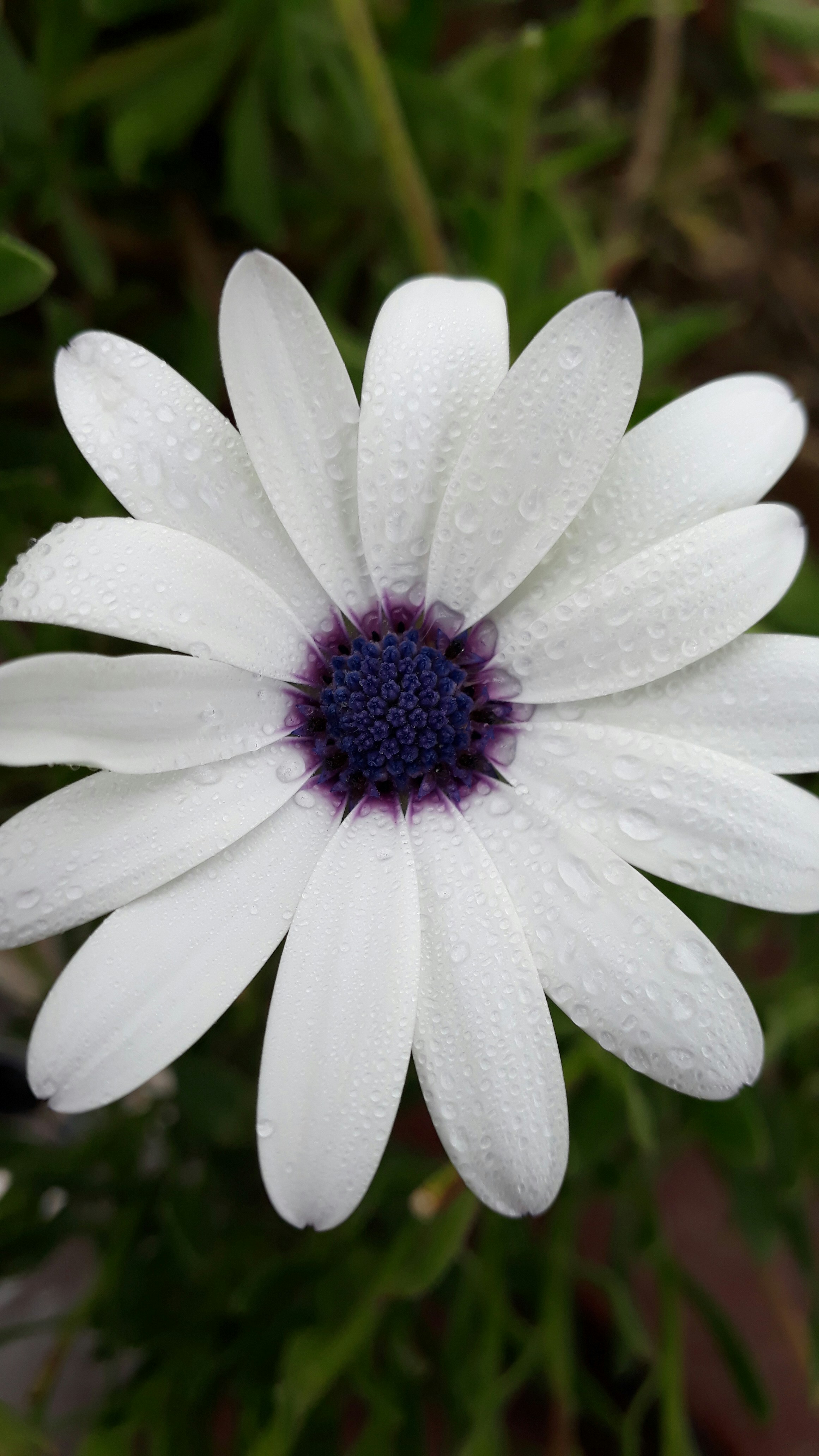 Dew-speckled White Daisy: Macro Portrait of a Purple-Centered Bloom