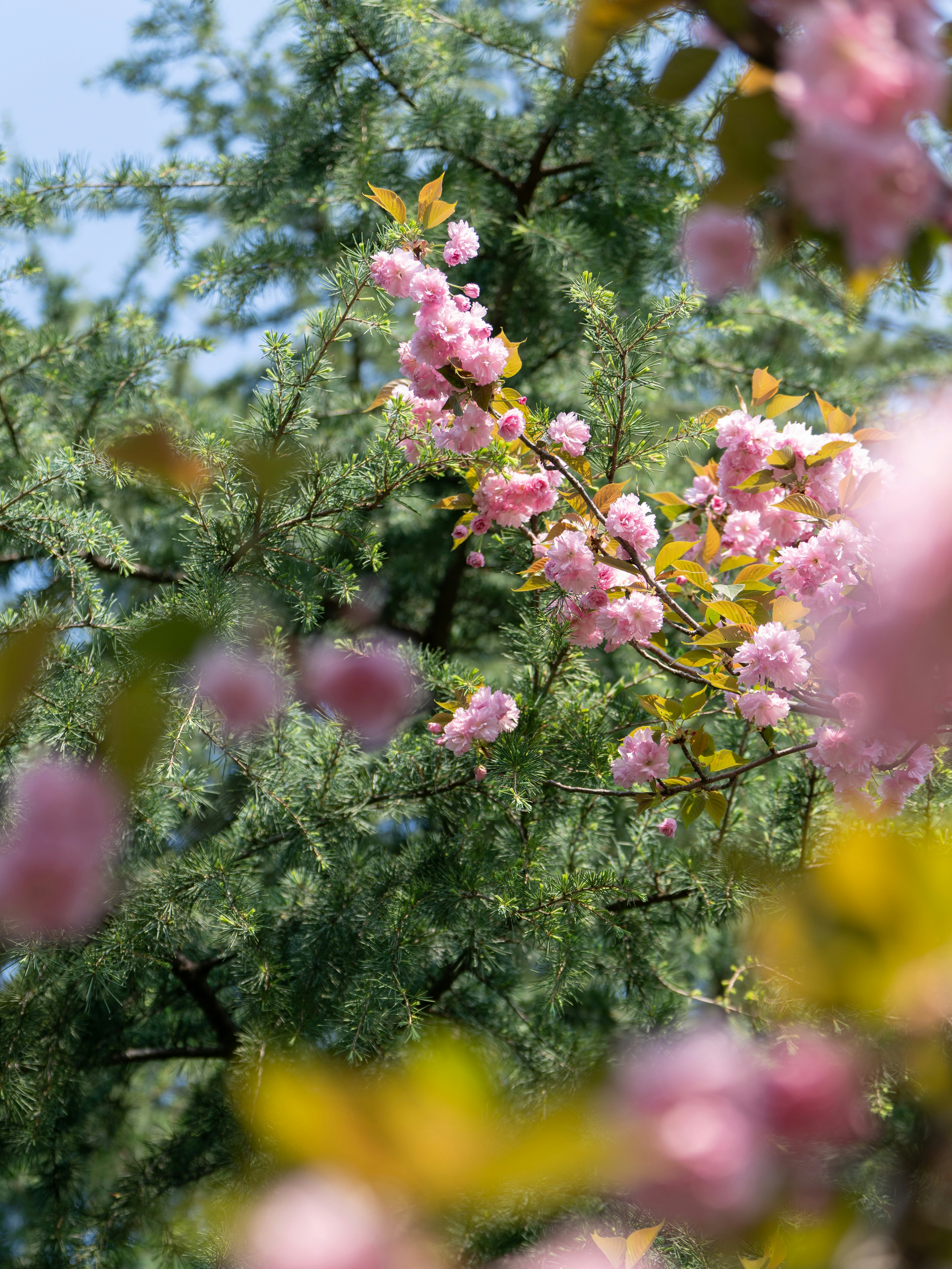 a tree filled with lots of pink flowers