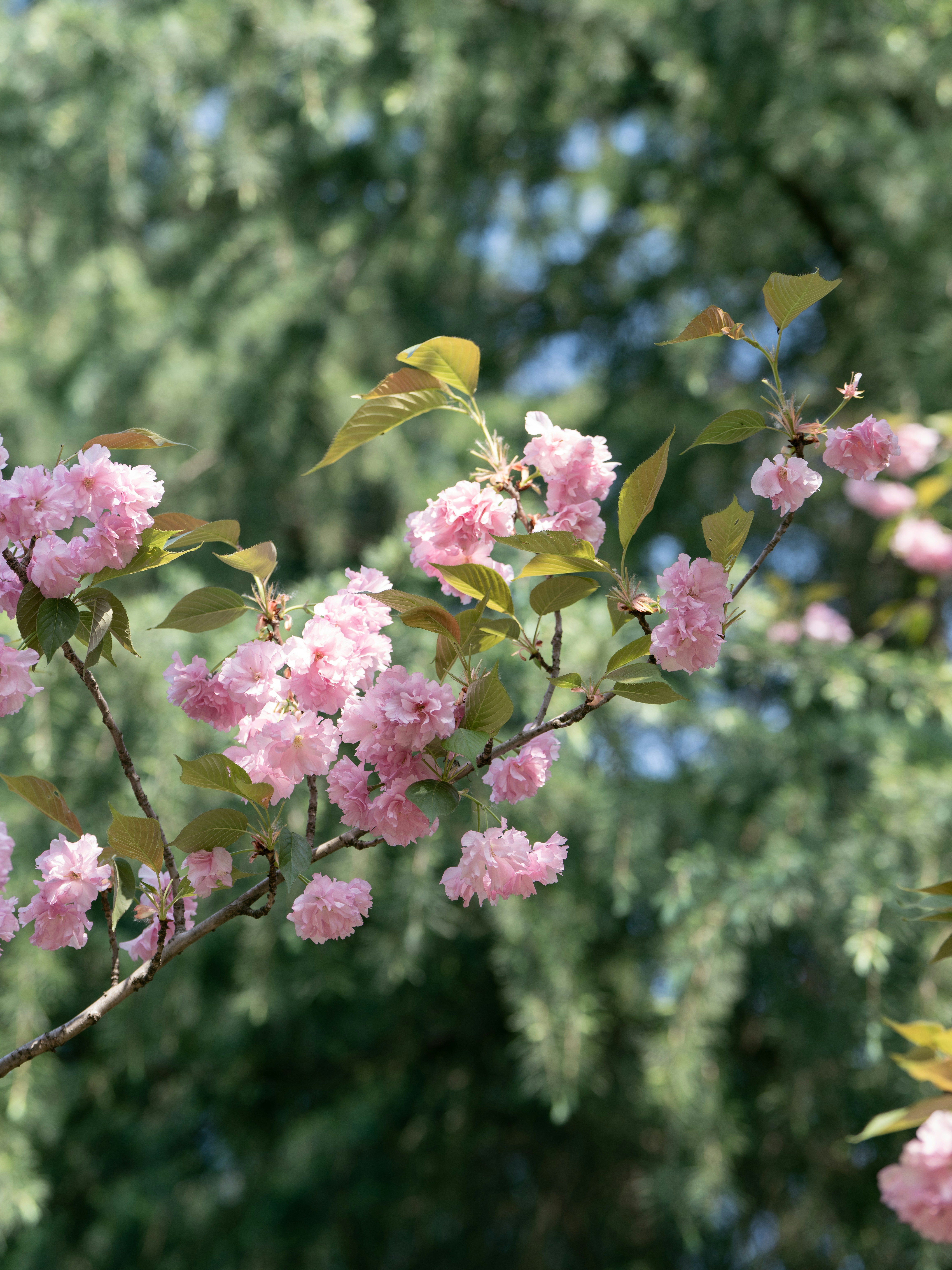 a branch of a tree with pink flowers