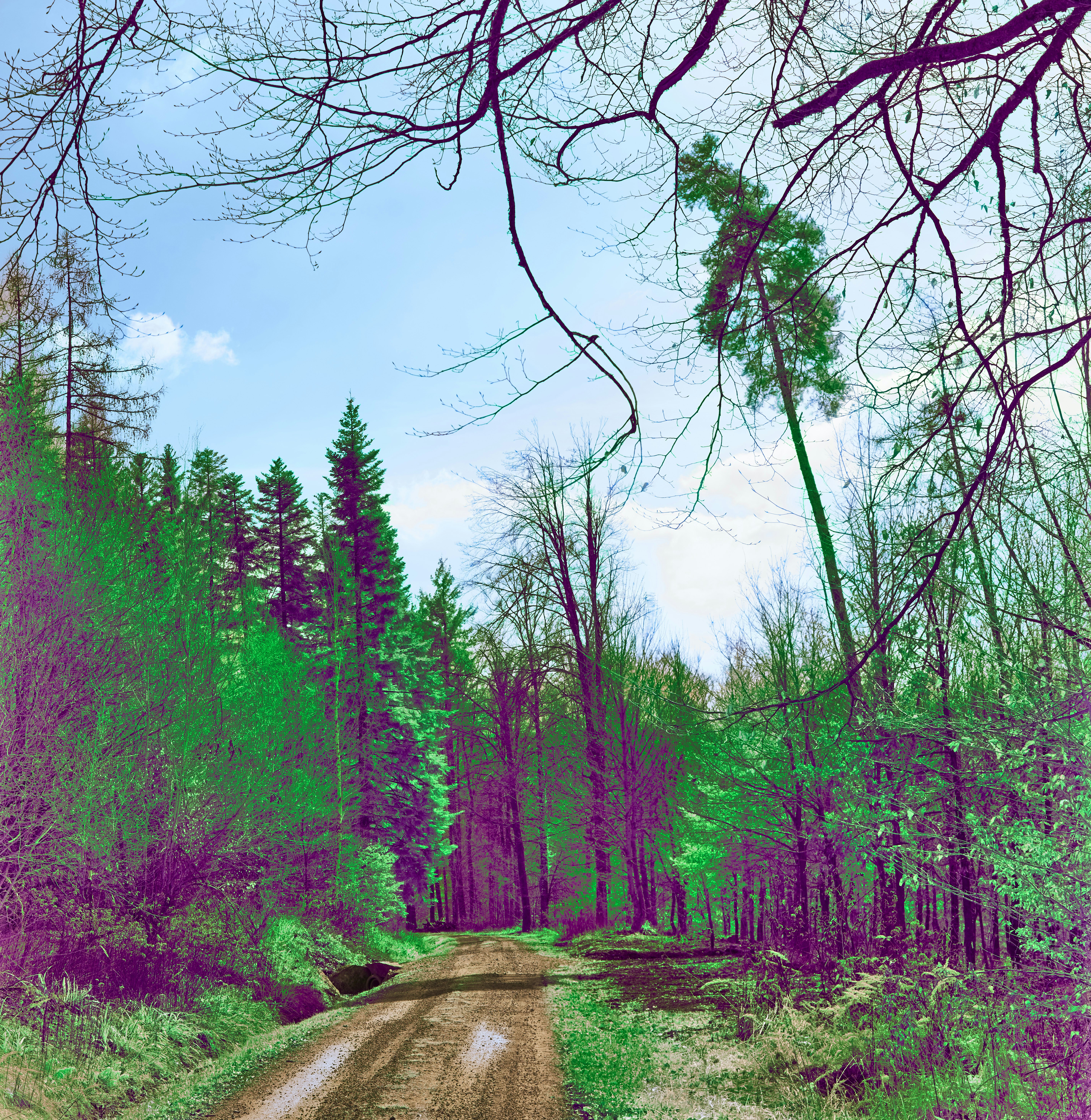 Un chemin de terre au milieu d’une forêt photo – Photo Chemin Gratuite ...