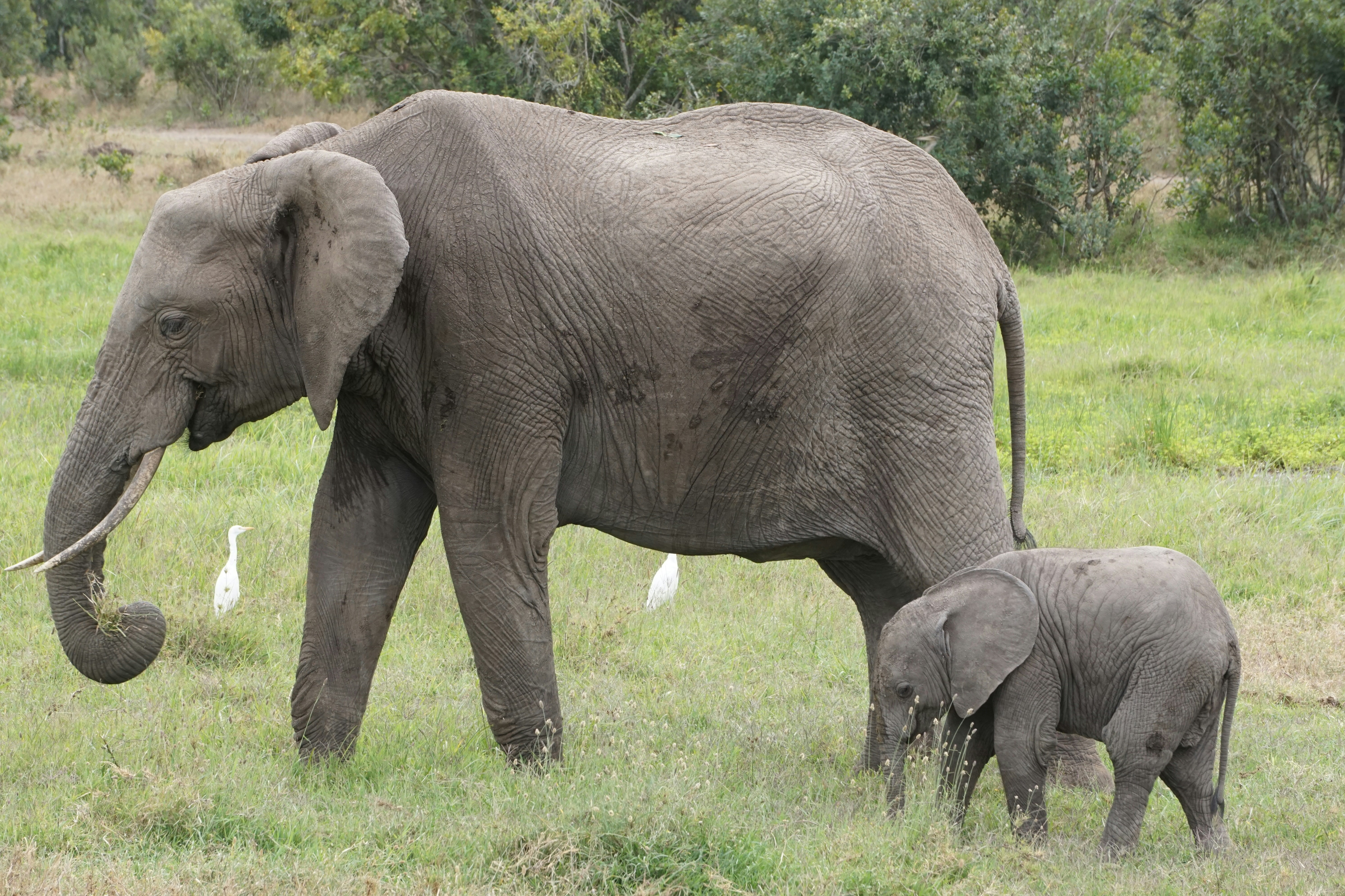 A large elephant and two small elephants in a field photo – Free Animal Image on Unsplash