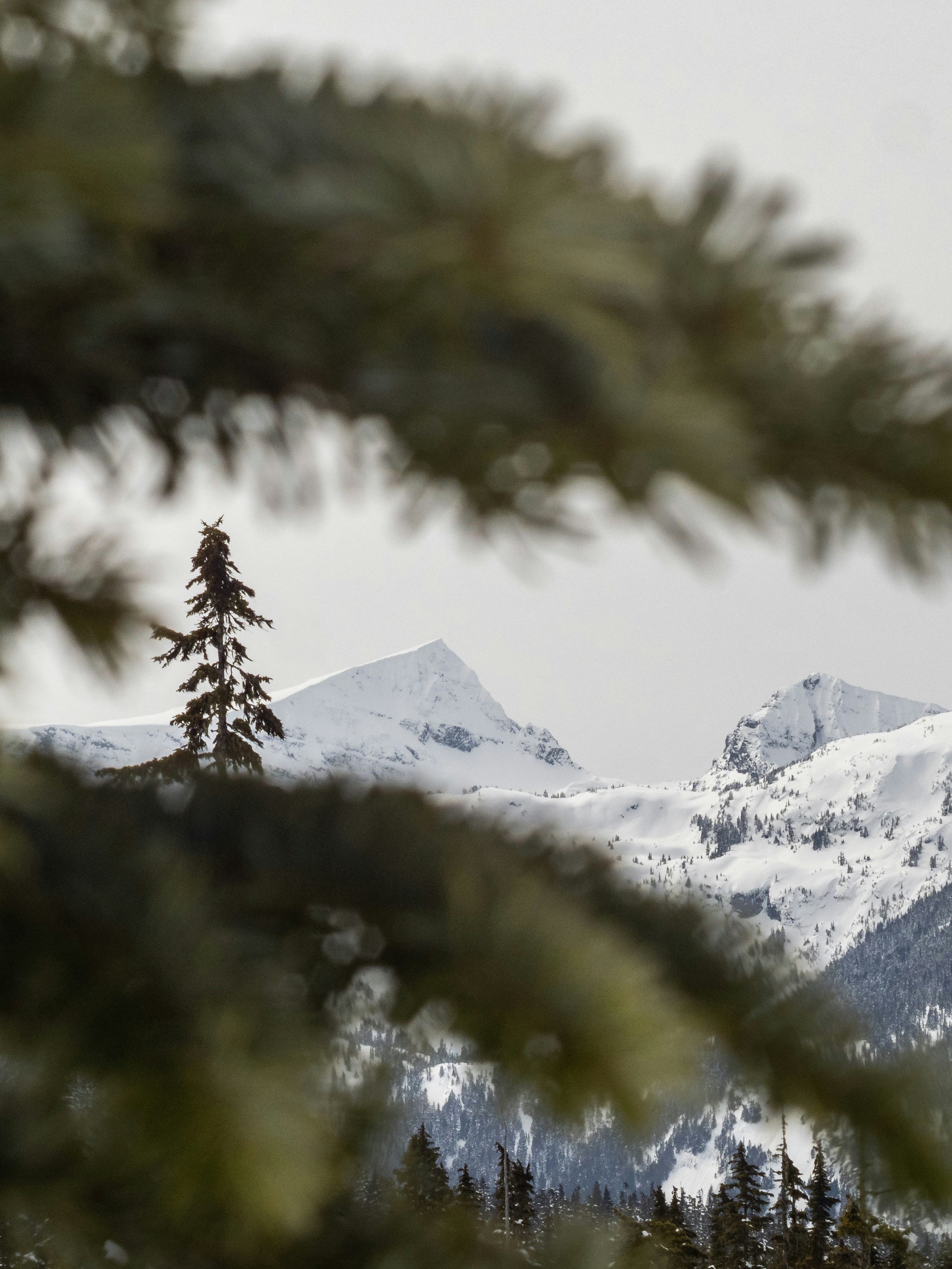 A view of a snowy mountain range through the branches of a pine tree ...