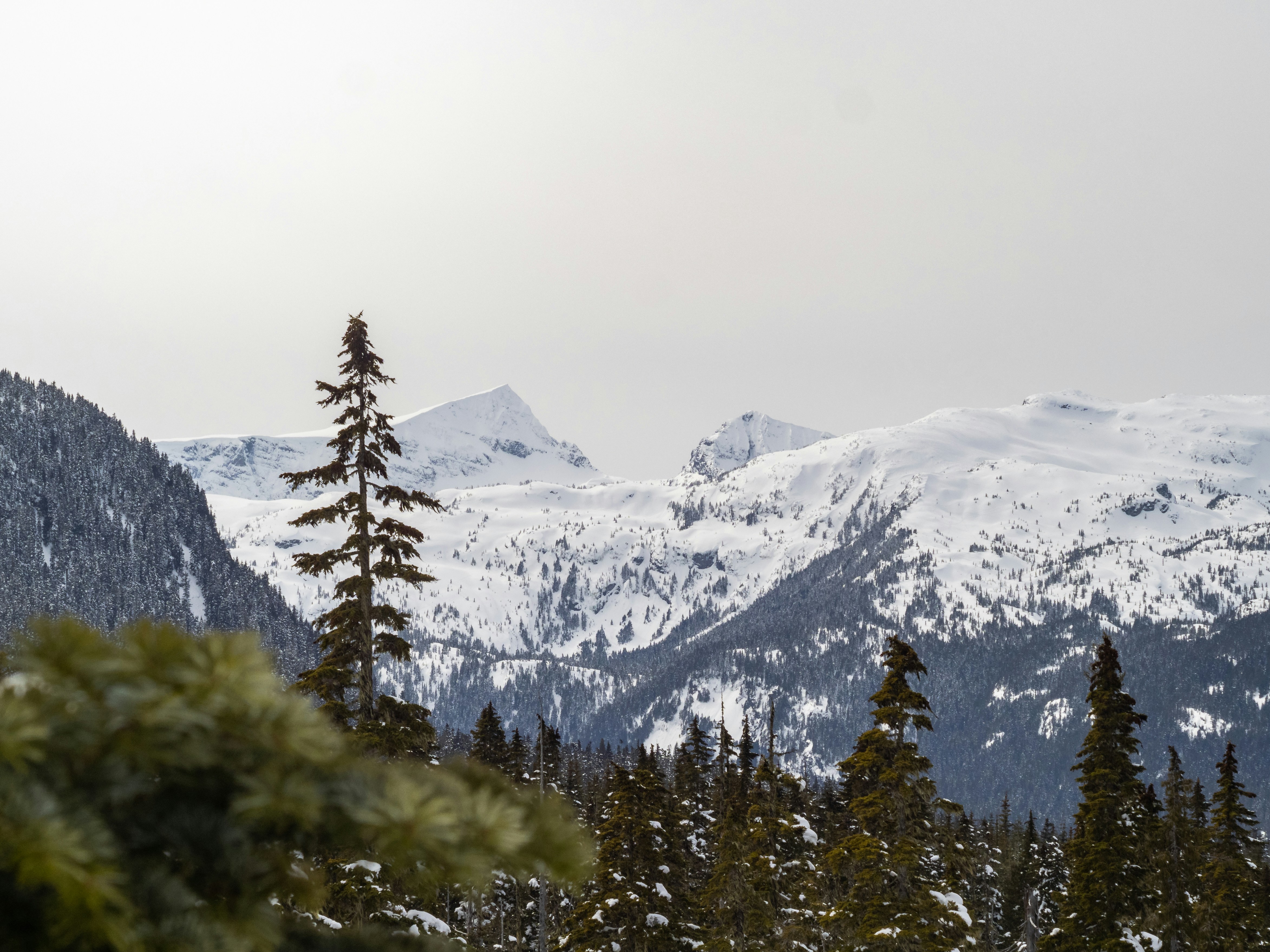 A view of a snowy mountain range from a distance photo – Free Comox ...