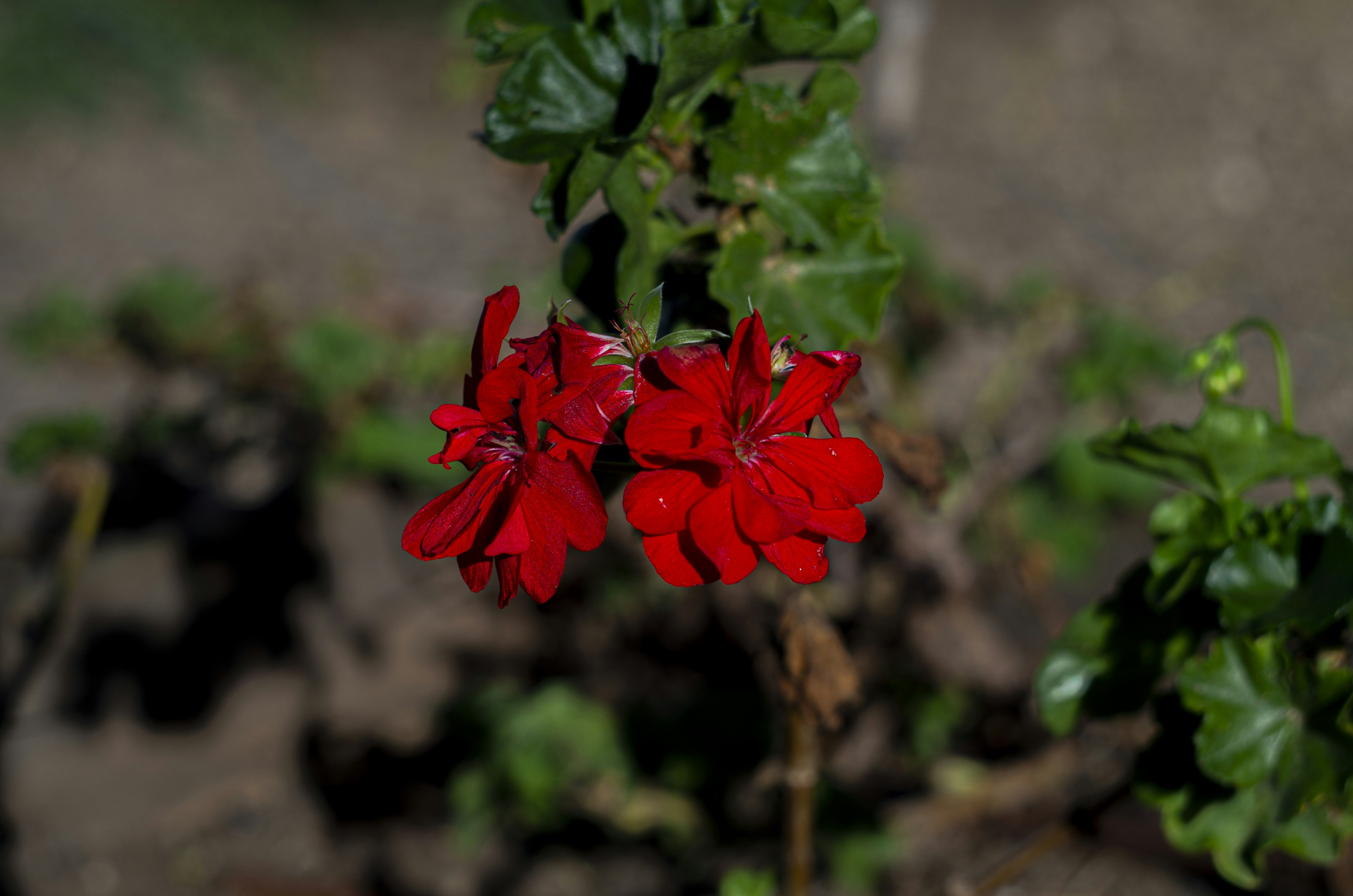 Vibrant Scarlet Blooms Amidst Greenery