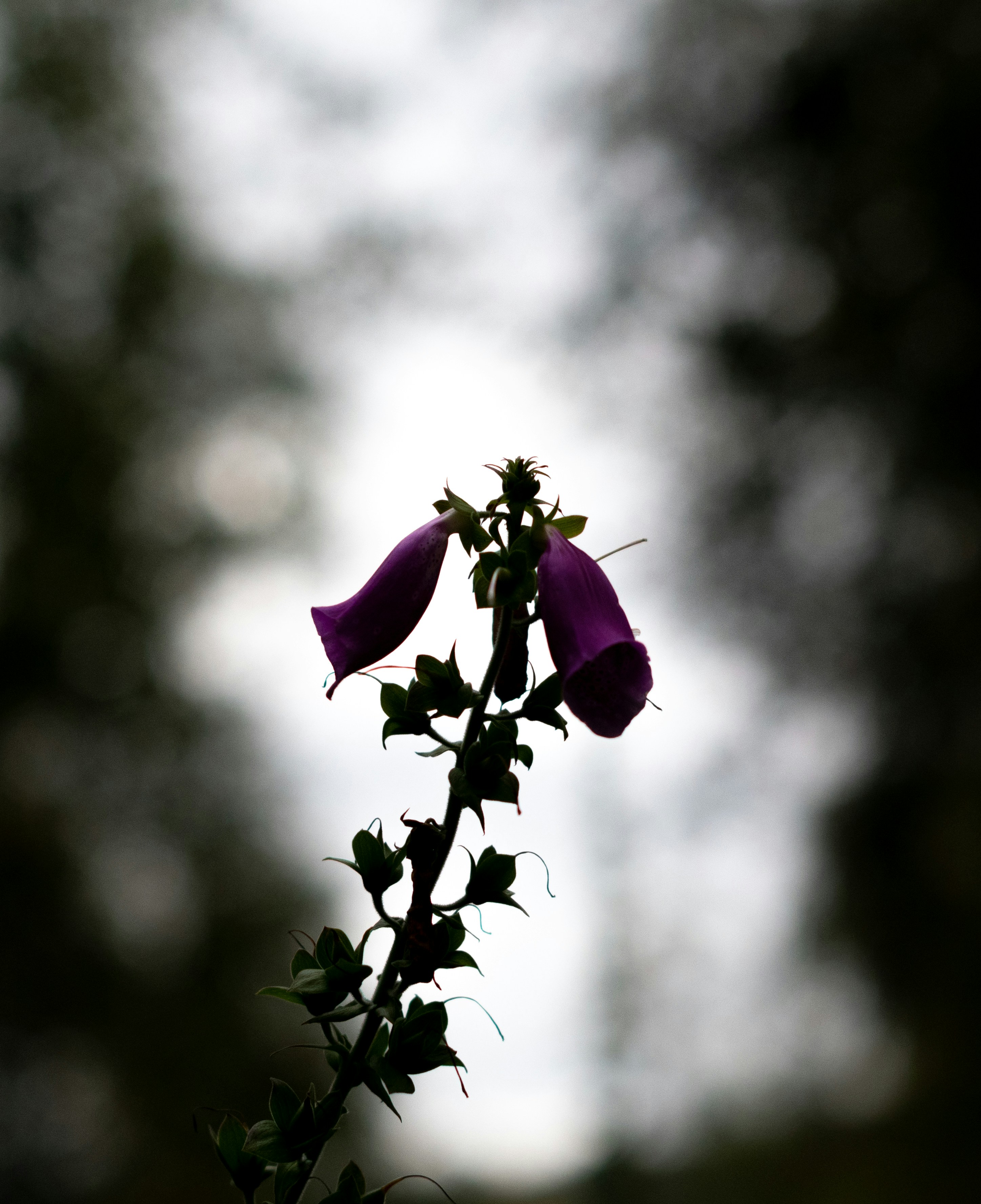 Backlit Violet Bellflowers: A Delicate Silhouette in Soft Focus