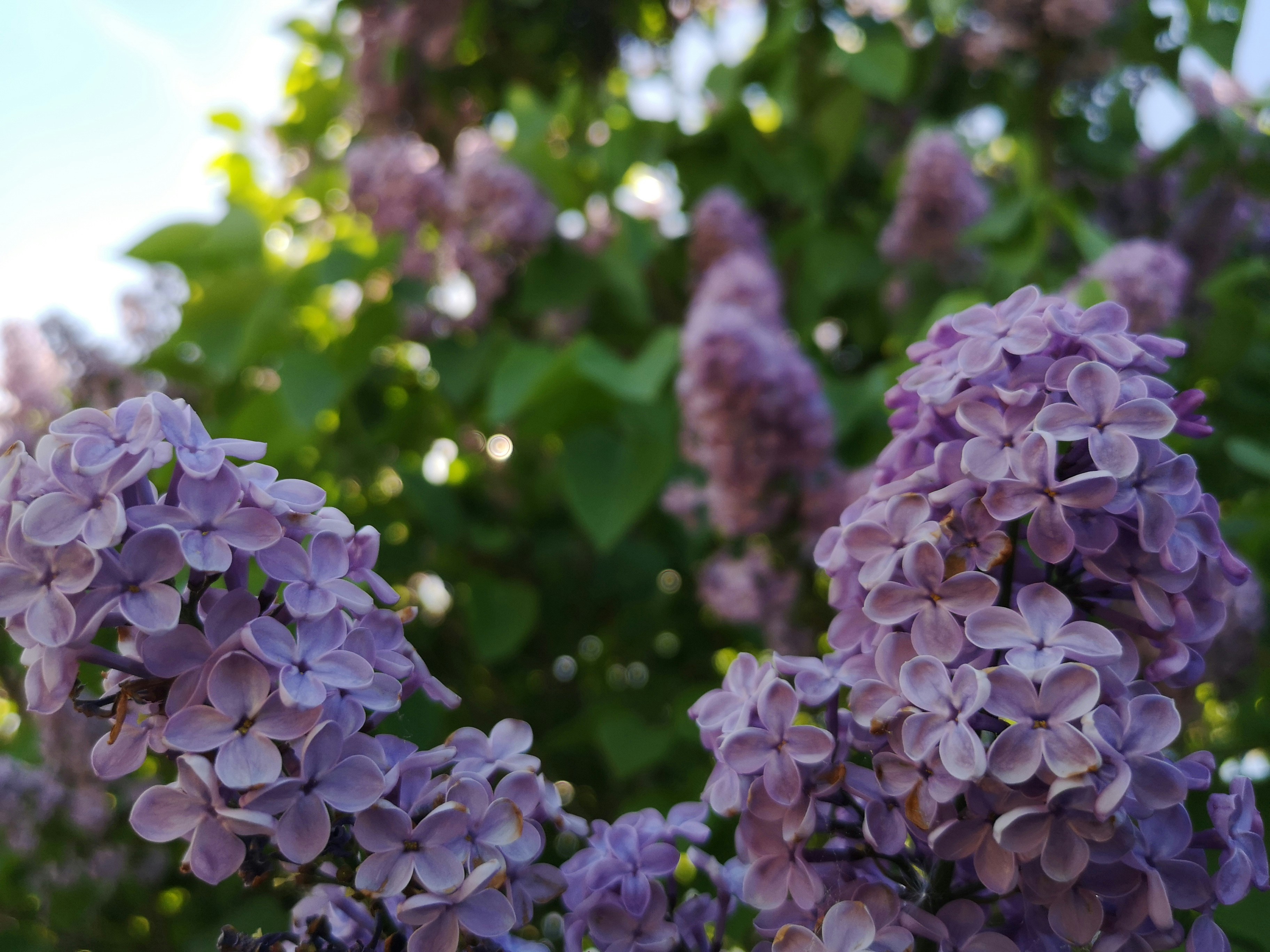 Sample photo from Huawei P20 Pro