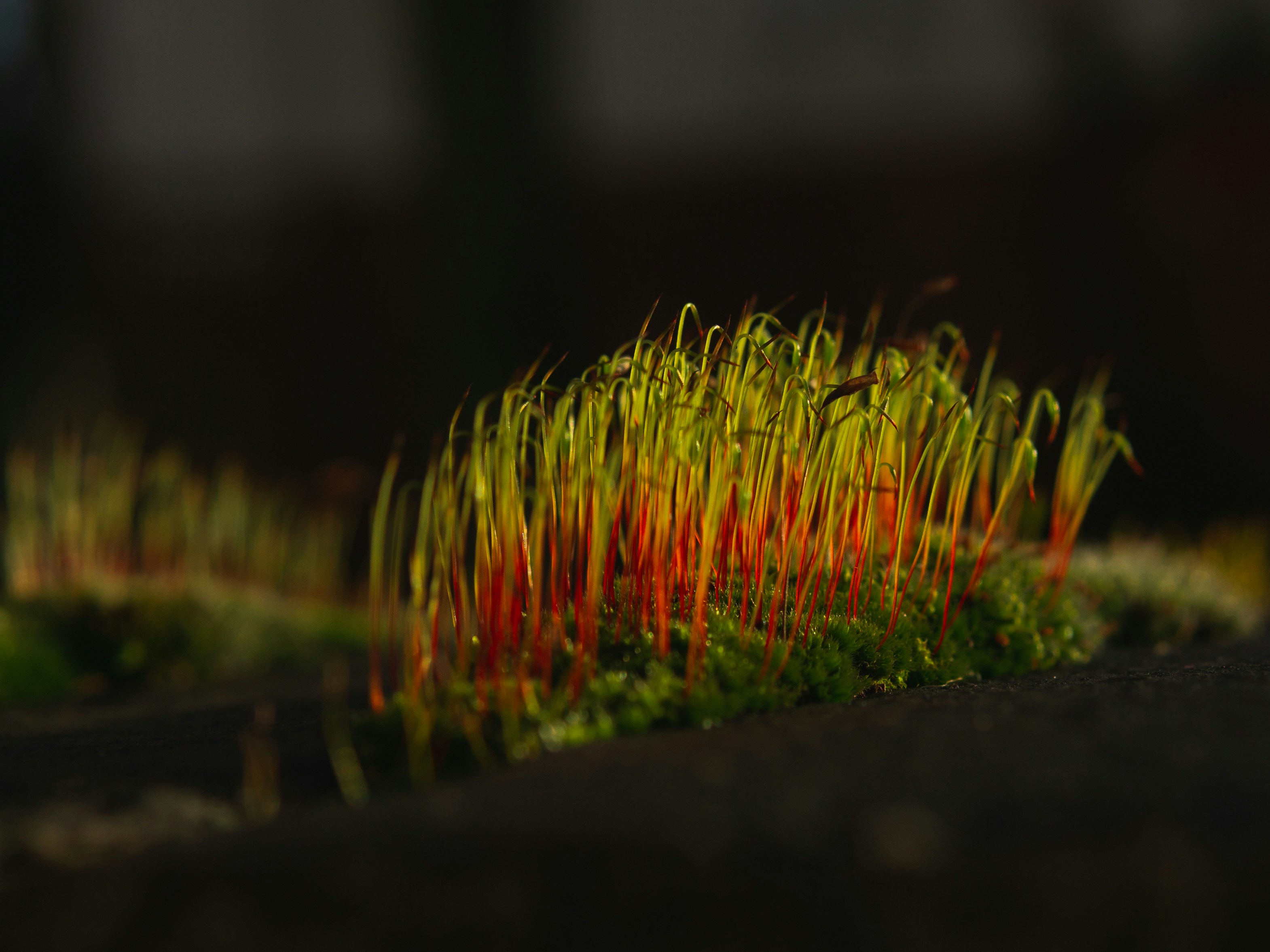 Emerald Microforest: Moss Sprouts in a Darkened Crevice