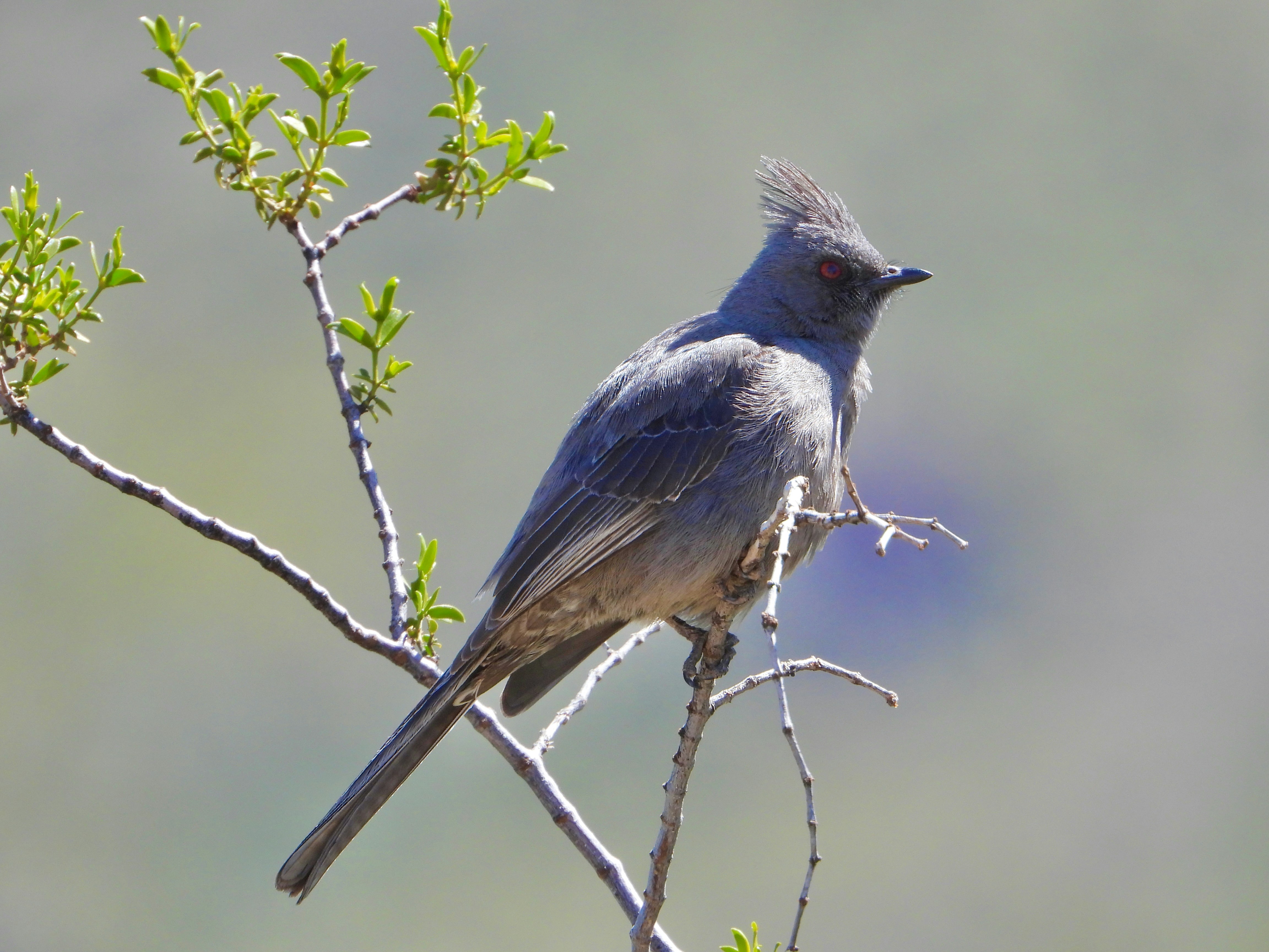Gray bird with a crest sits on a leafy branch against a soft, blurred background.