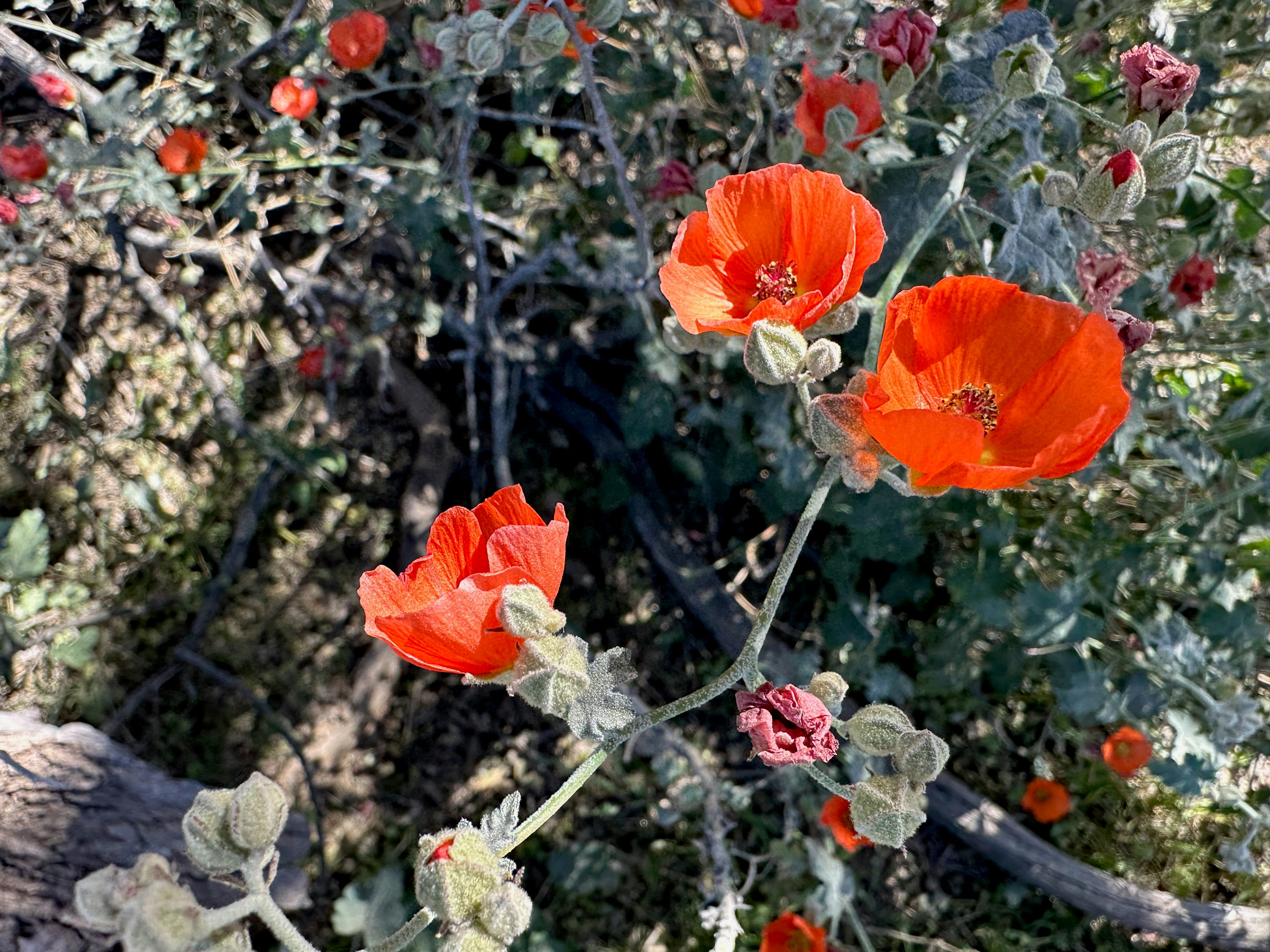 Apricot Mallow in bloom at Saguaro National Park West, near Tucson Arizona