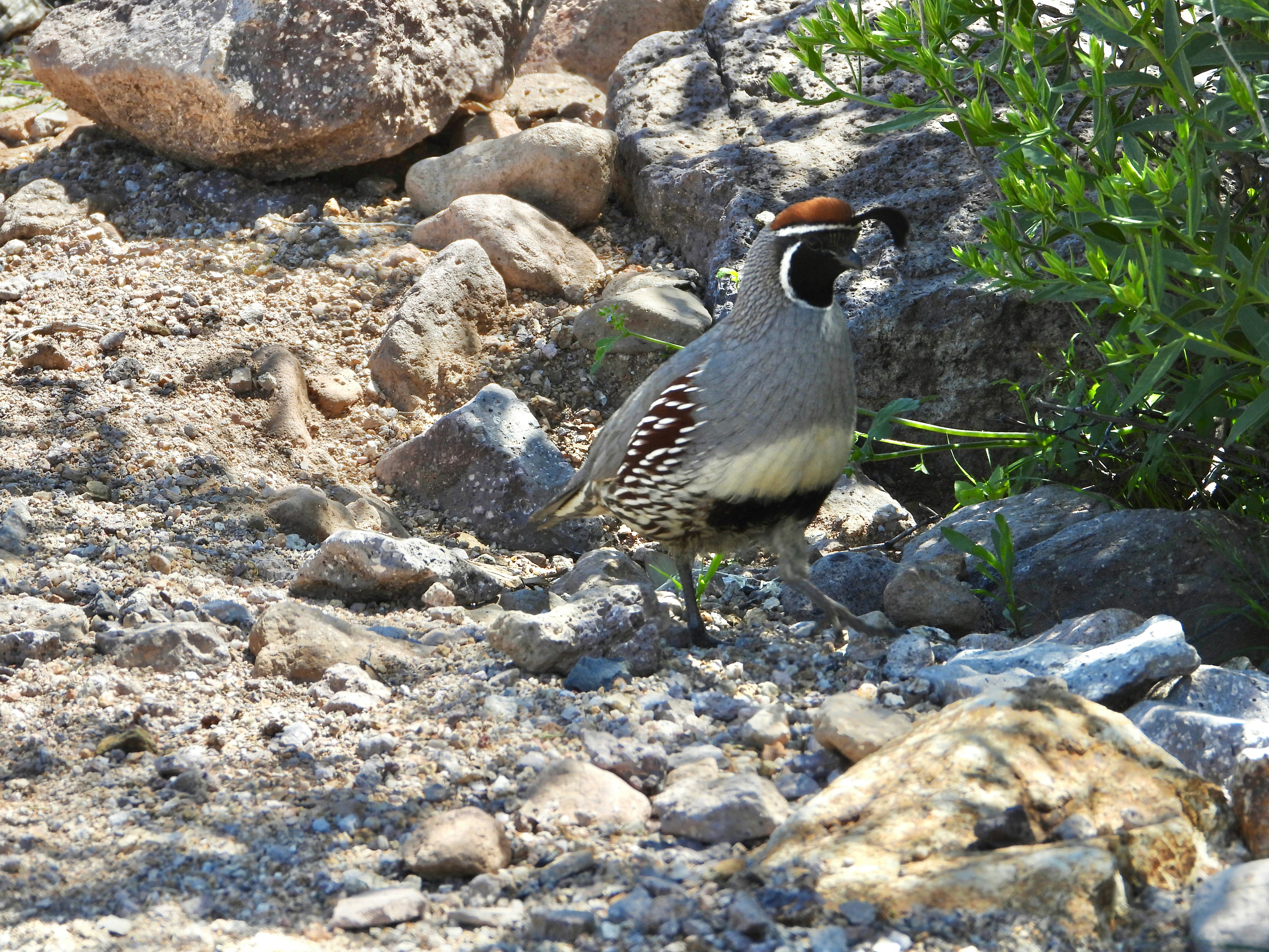 A bird standing on a rocky ground next to a bush photo – Free Apache ...