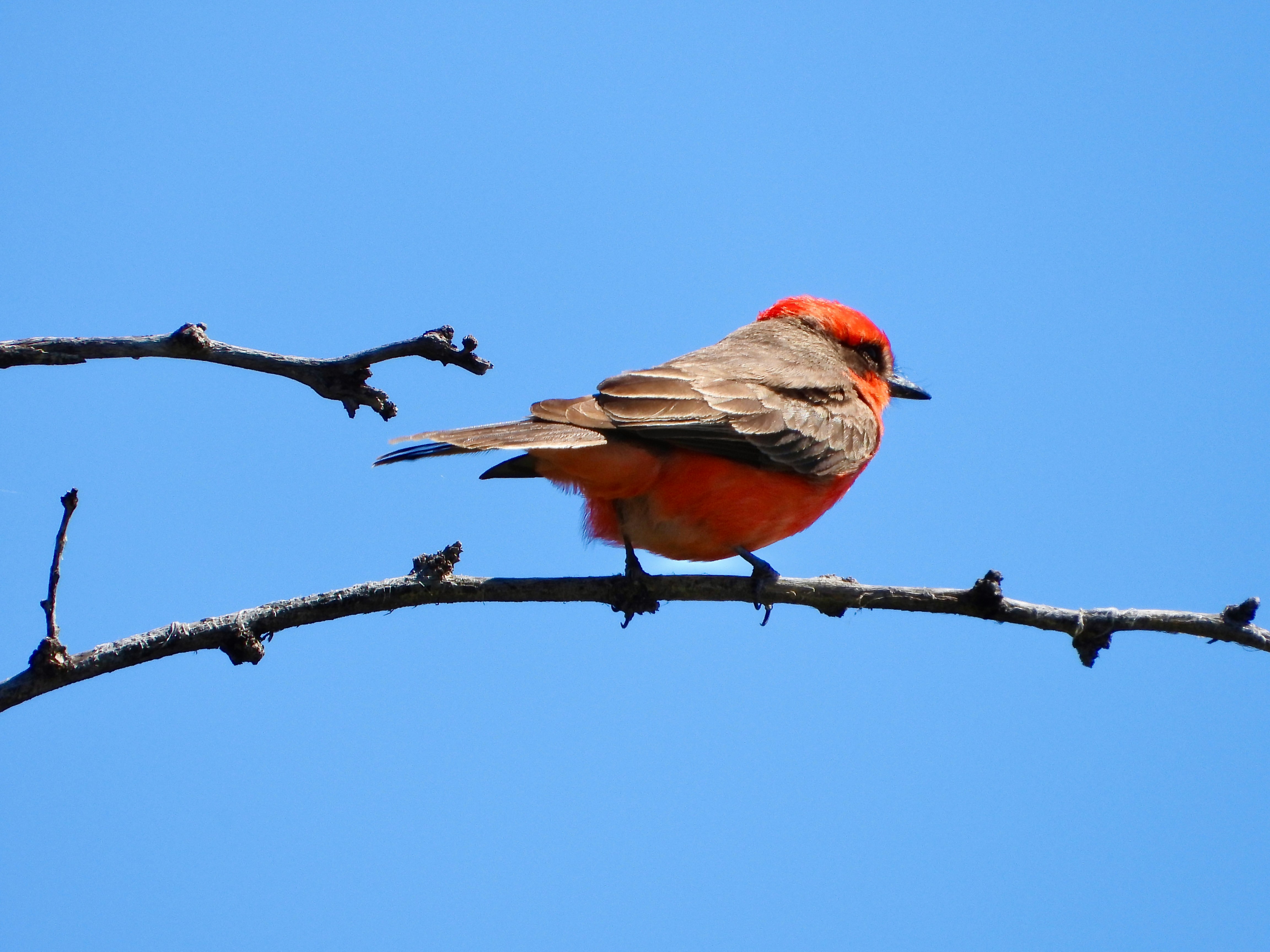 Vermilion flycatcher perched on a bare branch against a clear blue sky.