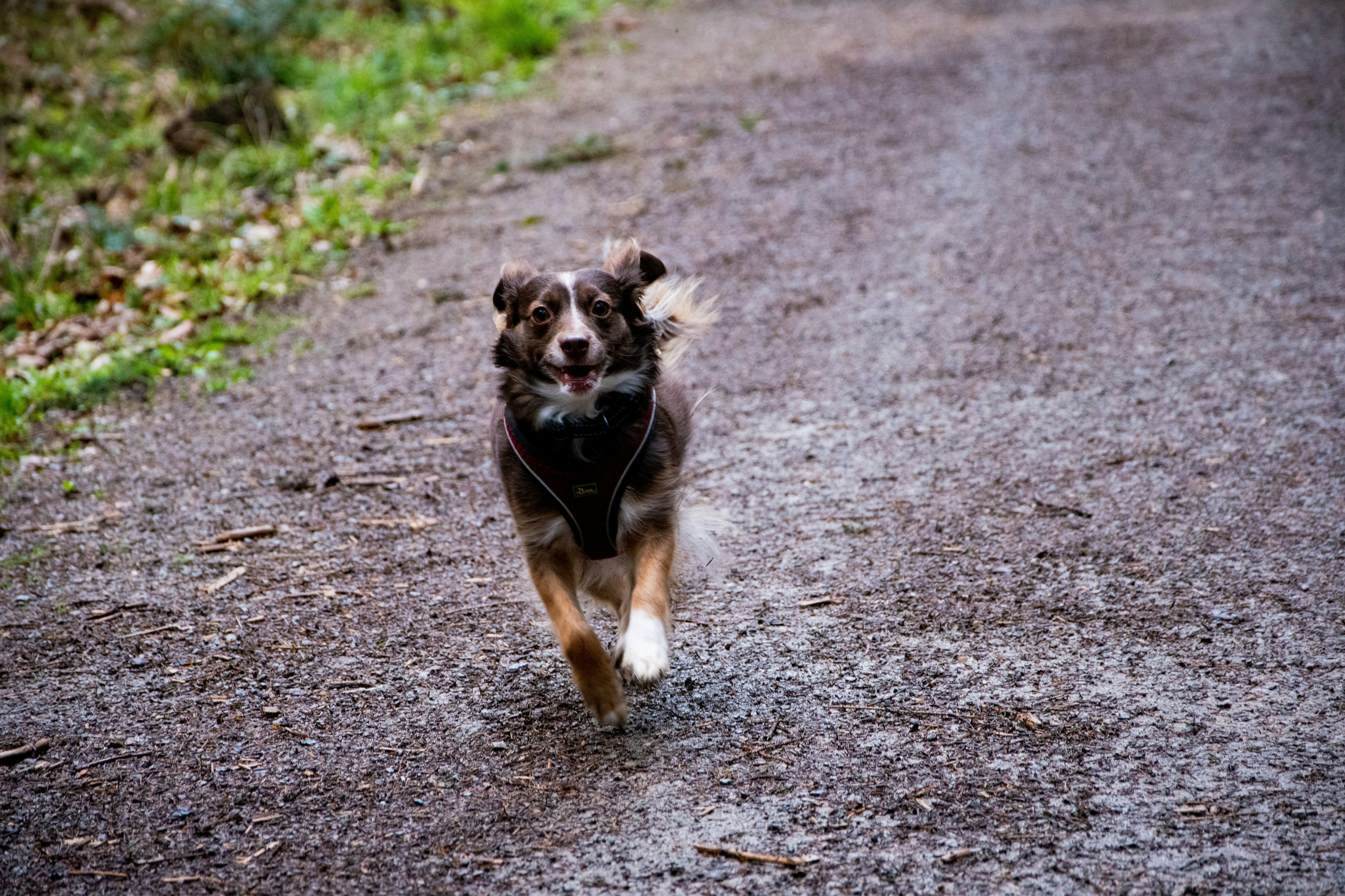 A brown and white dog running down a dirt road photo – Free Dog Image ...