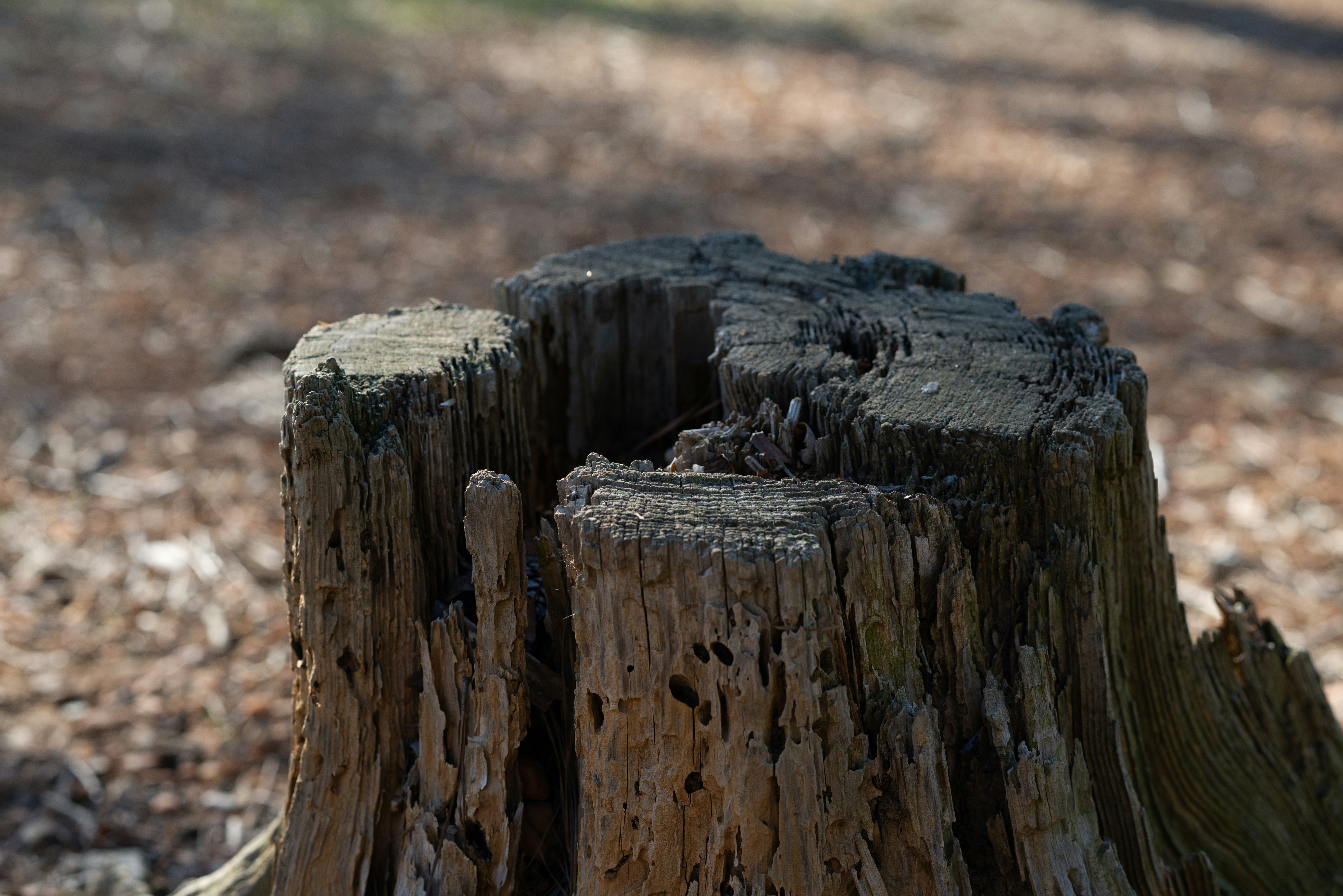 Photo by Justin with Sony Alpha 7R III