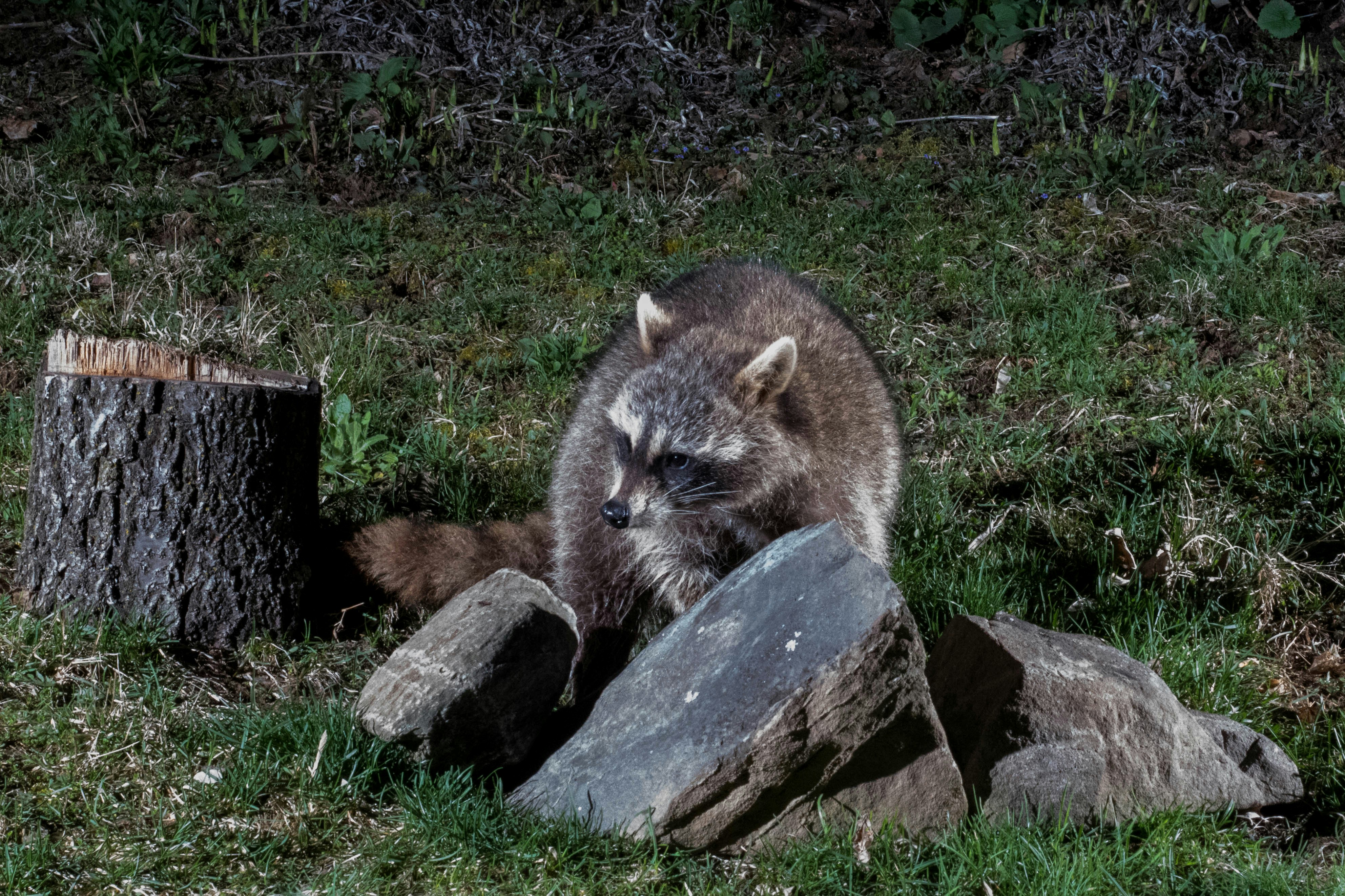 A raccoon sitting on top of a pile of rocks photo – Free Brunswick ...