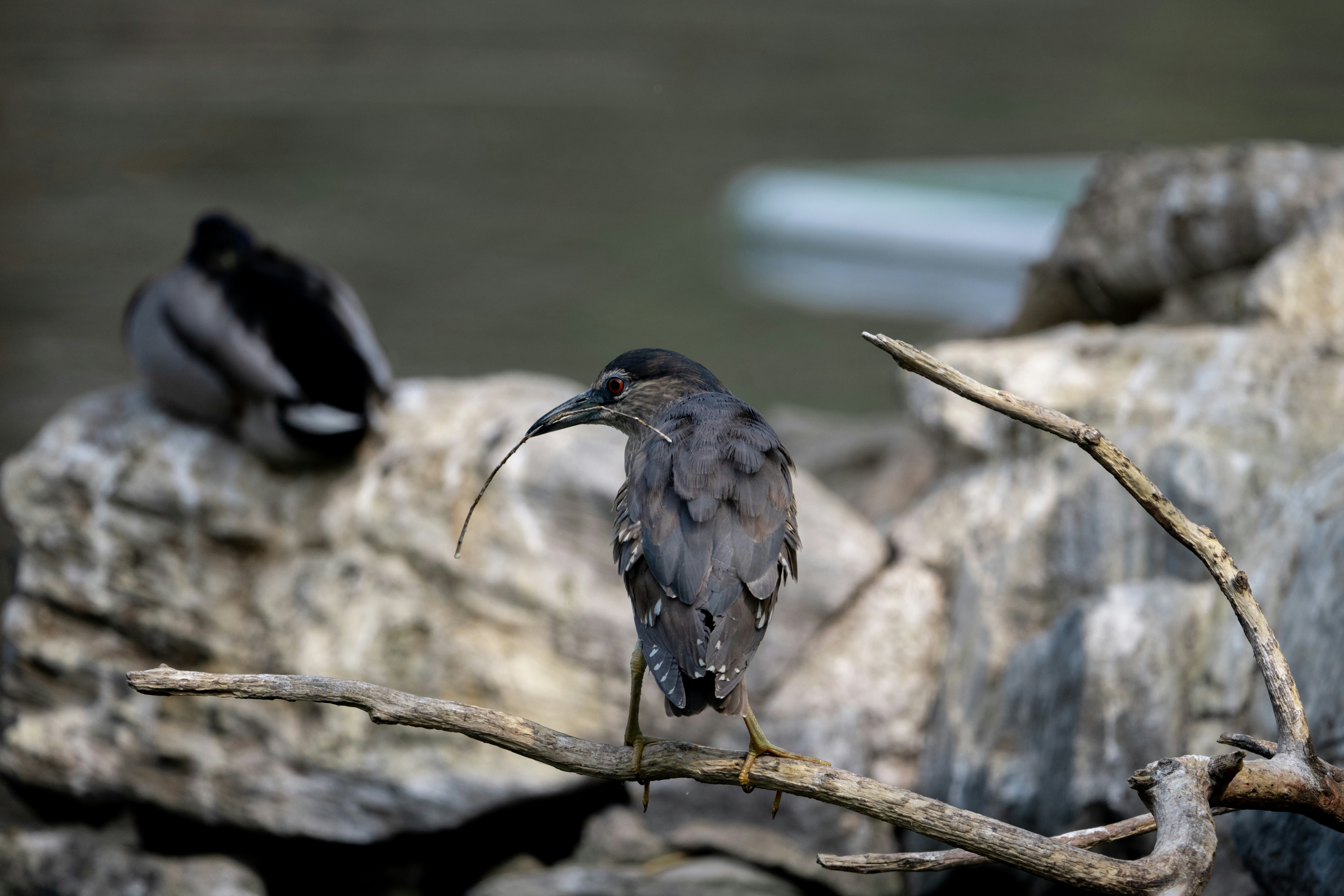 Photo by Tianhao Wang with Nikon Z9