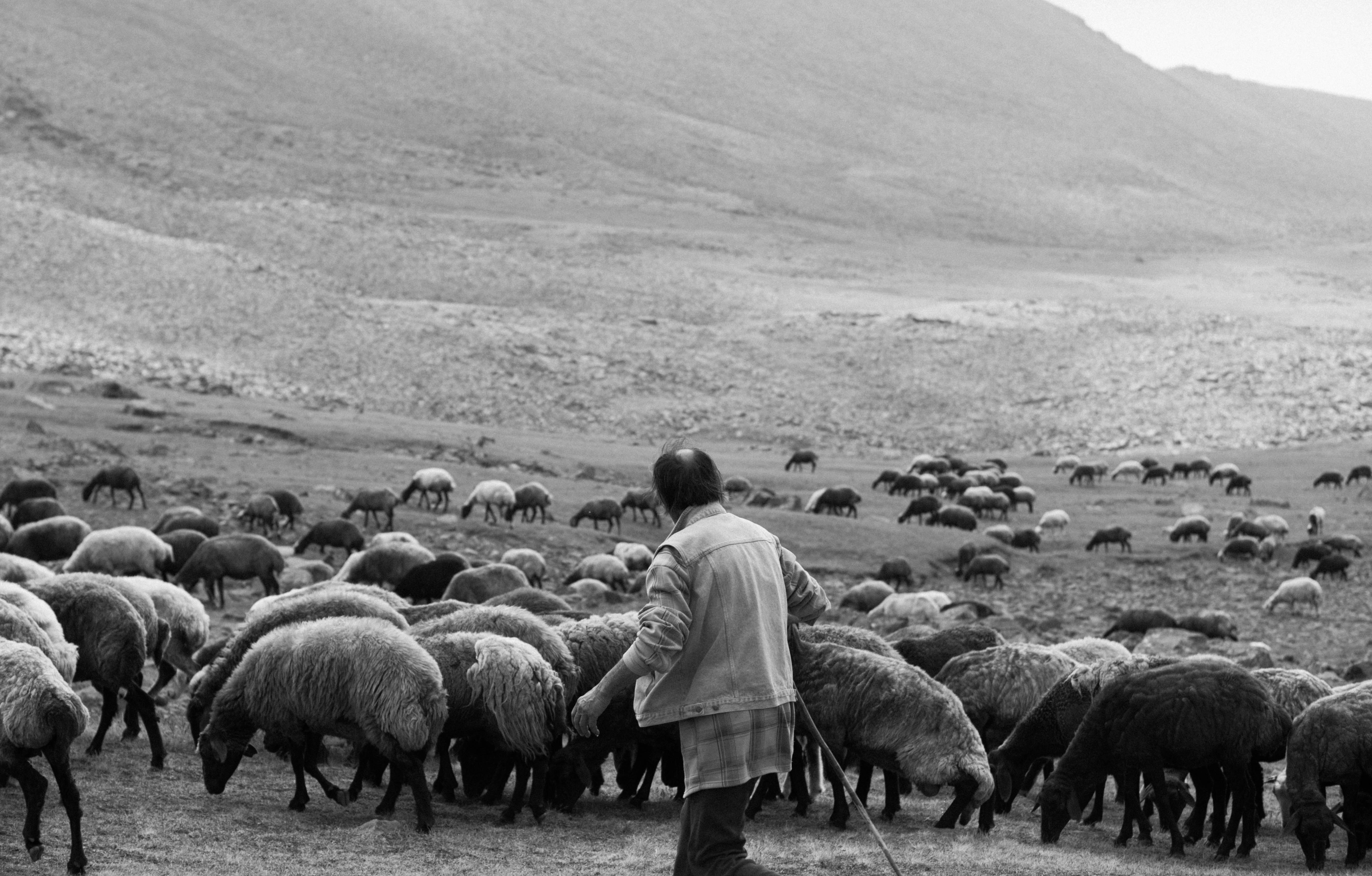 Horizon of Wool: A Lone Shepherd Guides the FlockShushan Meloyan