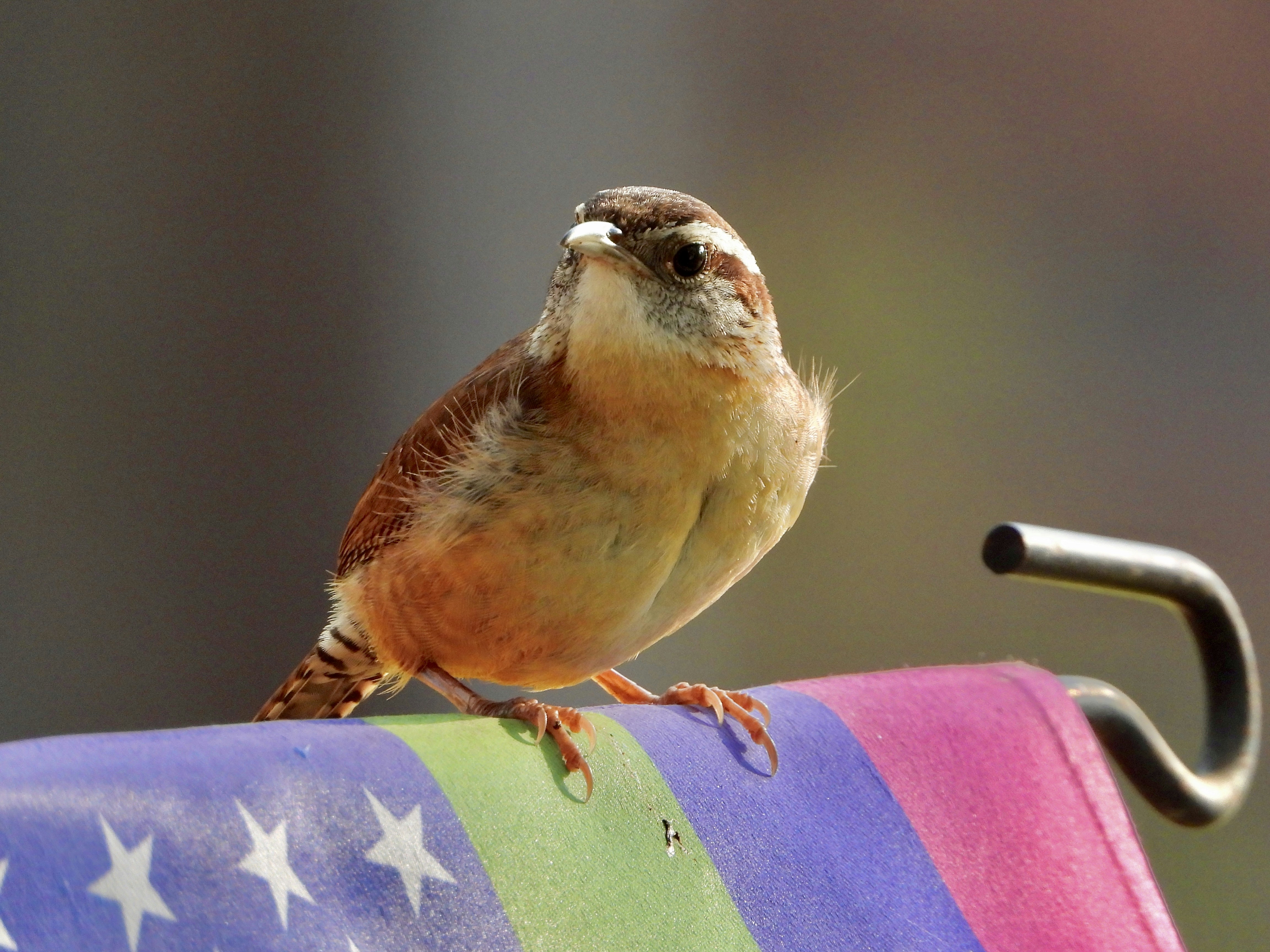 A bird perched on a colorful flag, showcasing its detailed plumage and alert demeanor. The vibrant backdrop adds a playful touch to the scene.
