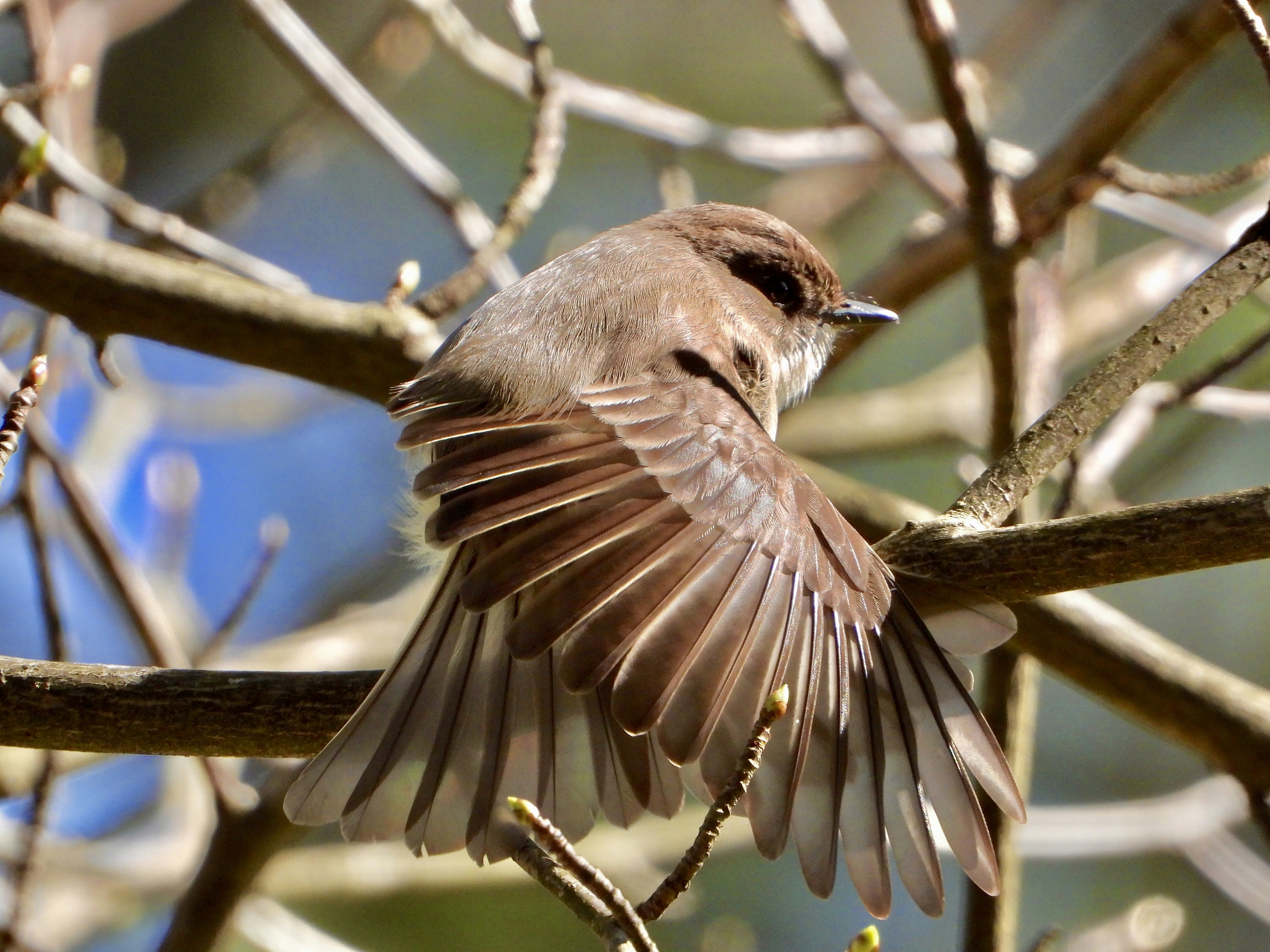 Photo by Paula Robinson with Nikon Coolpix P1000