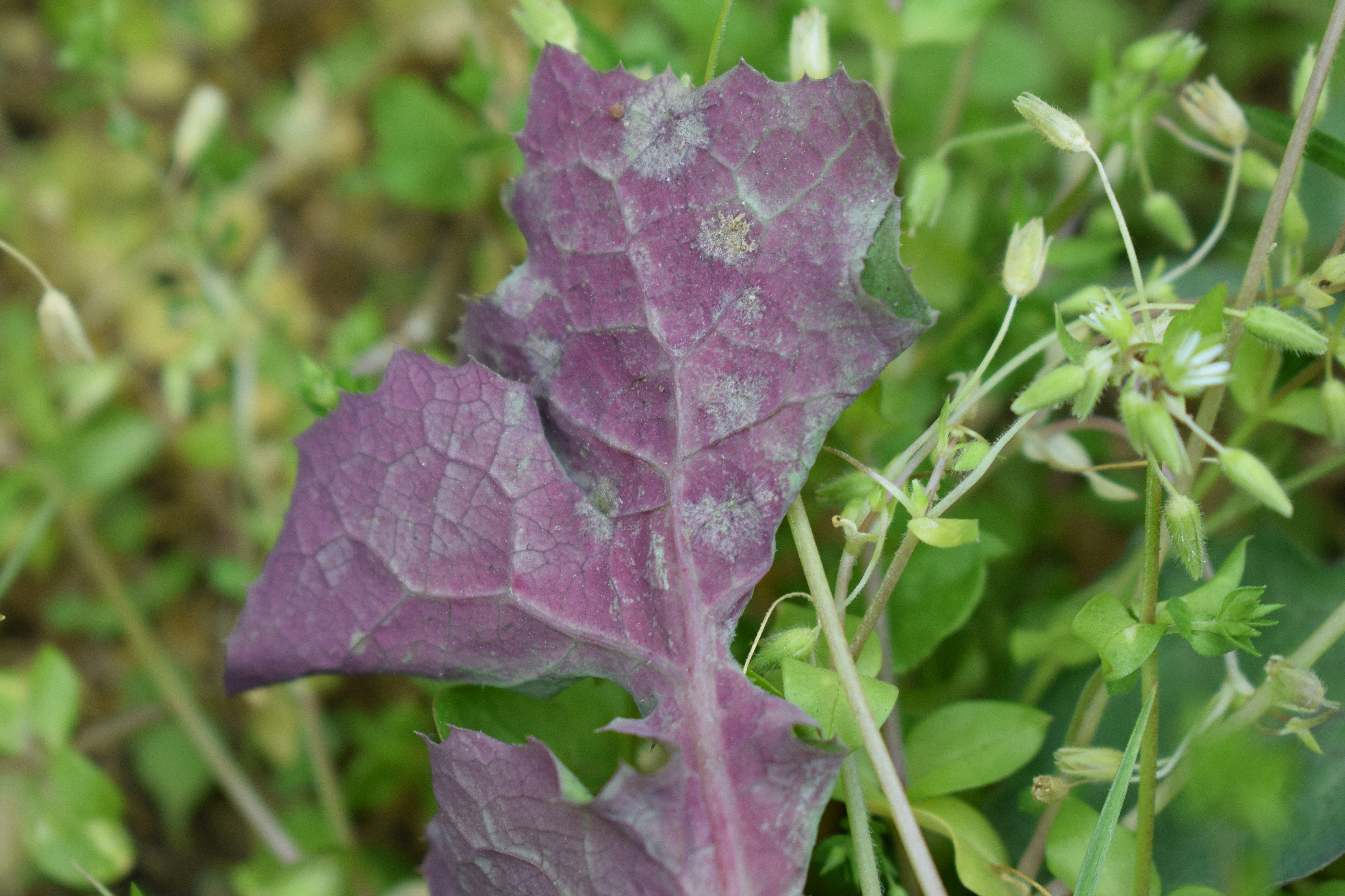 A close up of a purple leaf on a plant photo – Free Flower Image on ...