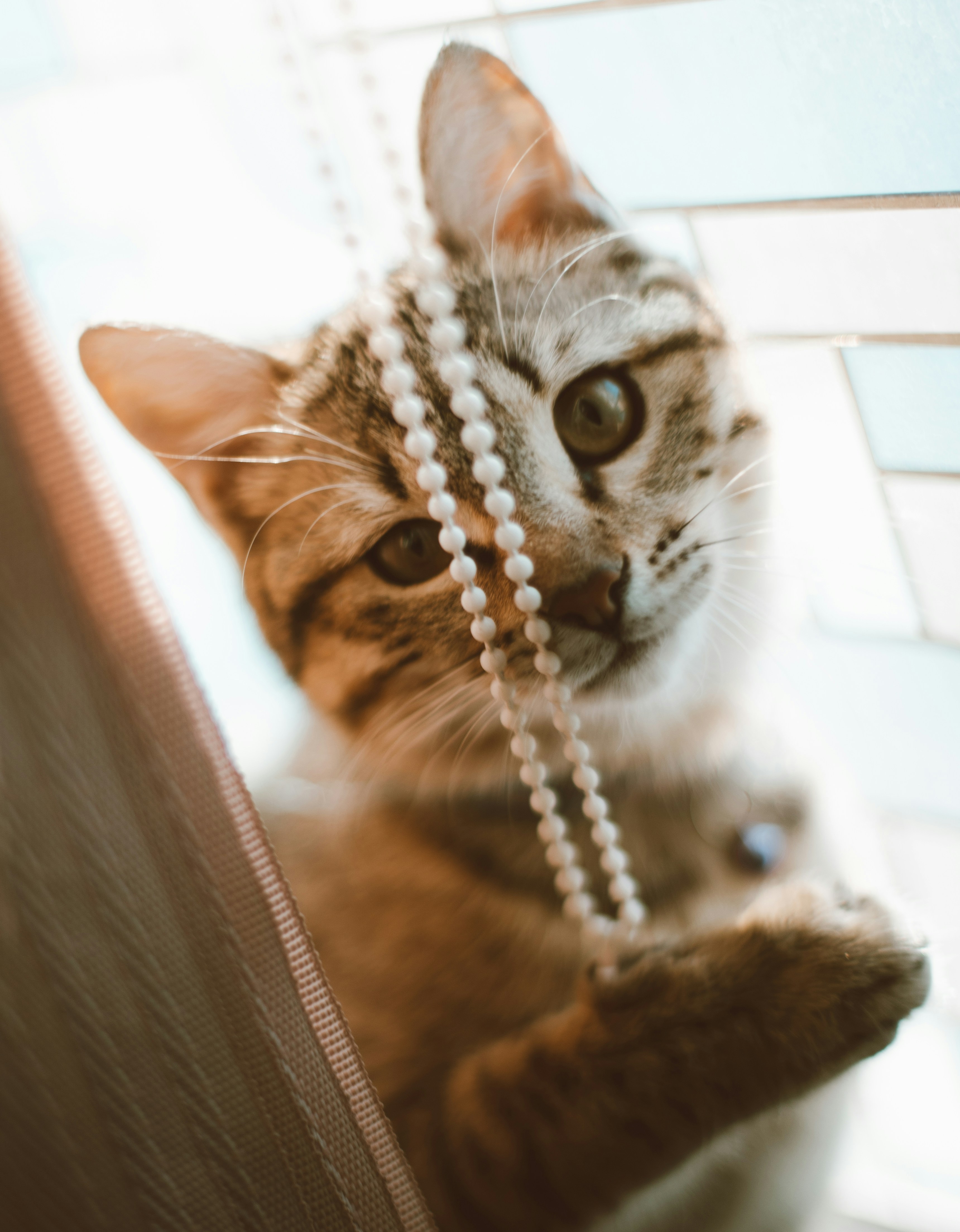 A cat with a pearl necklace on it's neck photo – Free Cat Image on Unsplash