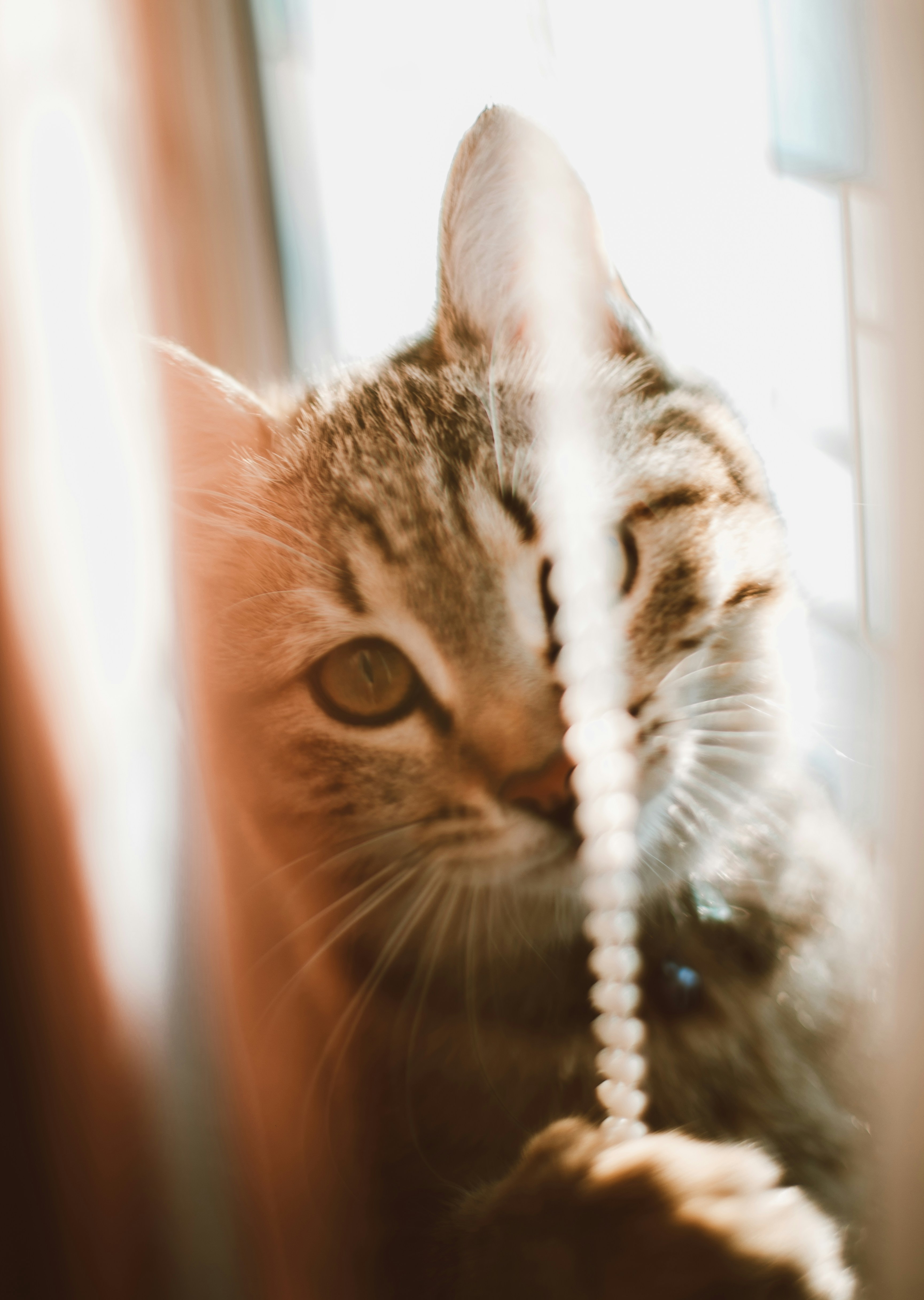 Glimmer through Beads: A Tabby's Quiet Gaze