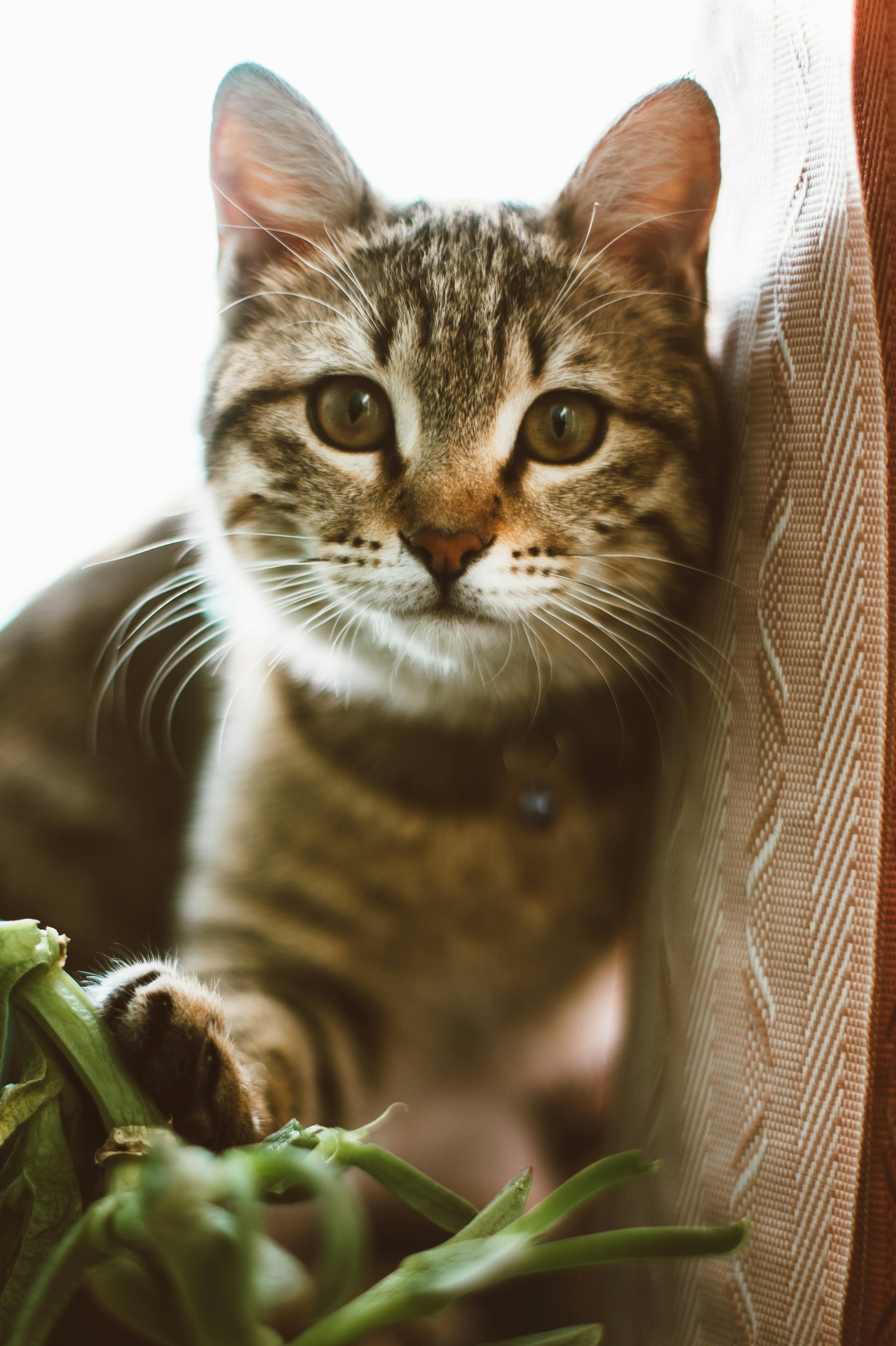 Amber Gaze Through a Sunlit Window: A Tabby's Quiet Curiosity