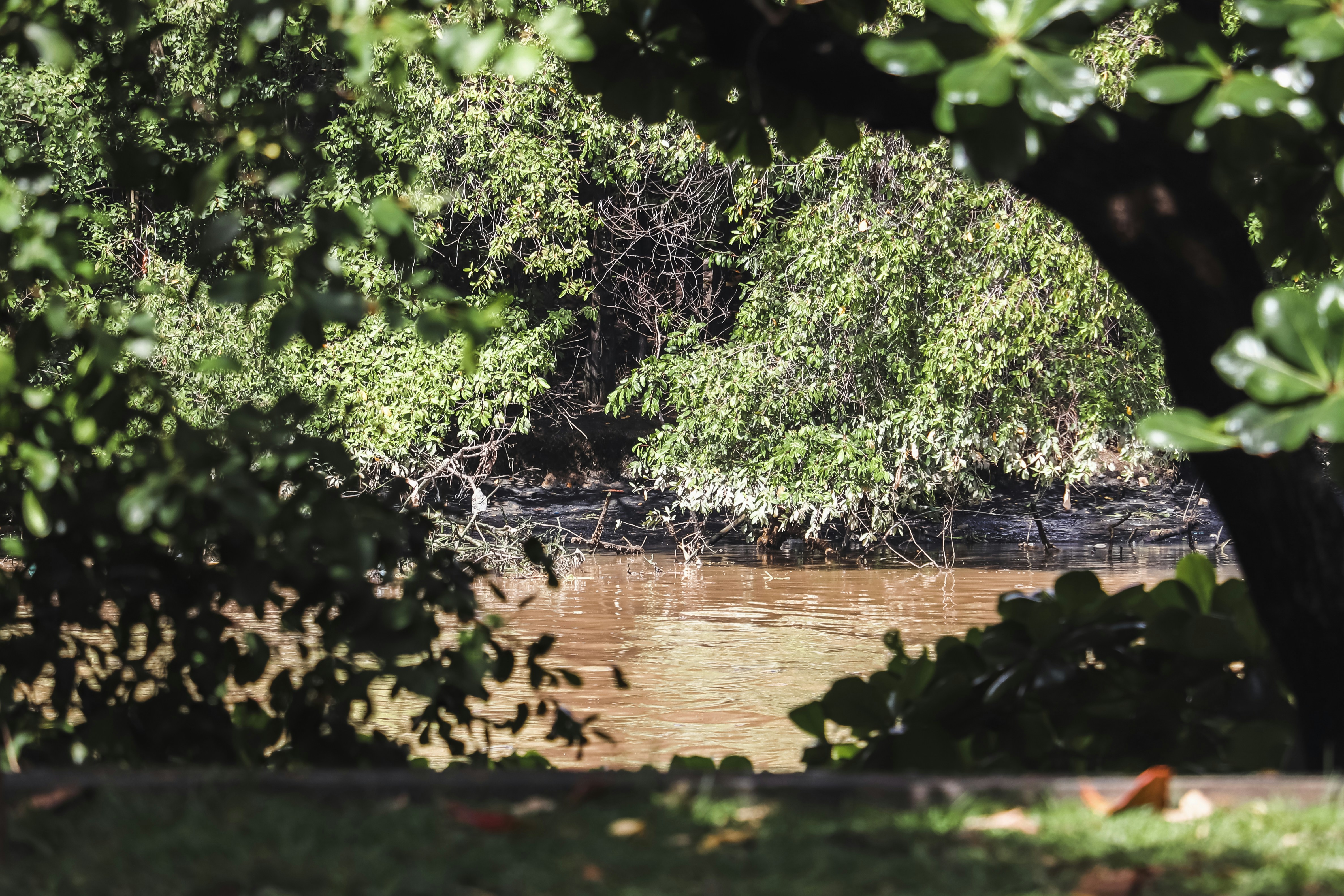 Lush green foliage surrounds a calm muddy river under dappled sunlight.