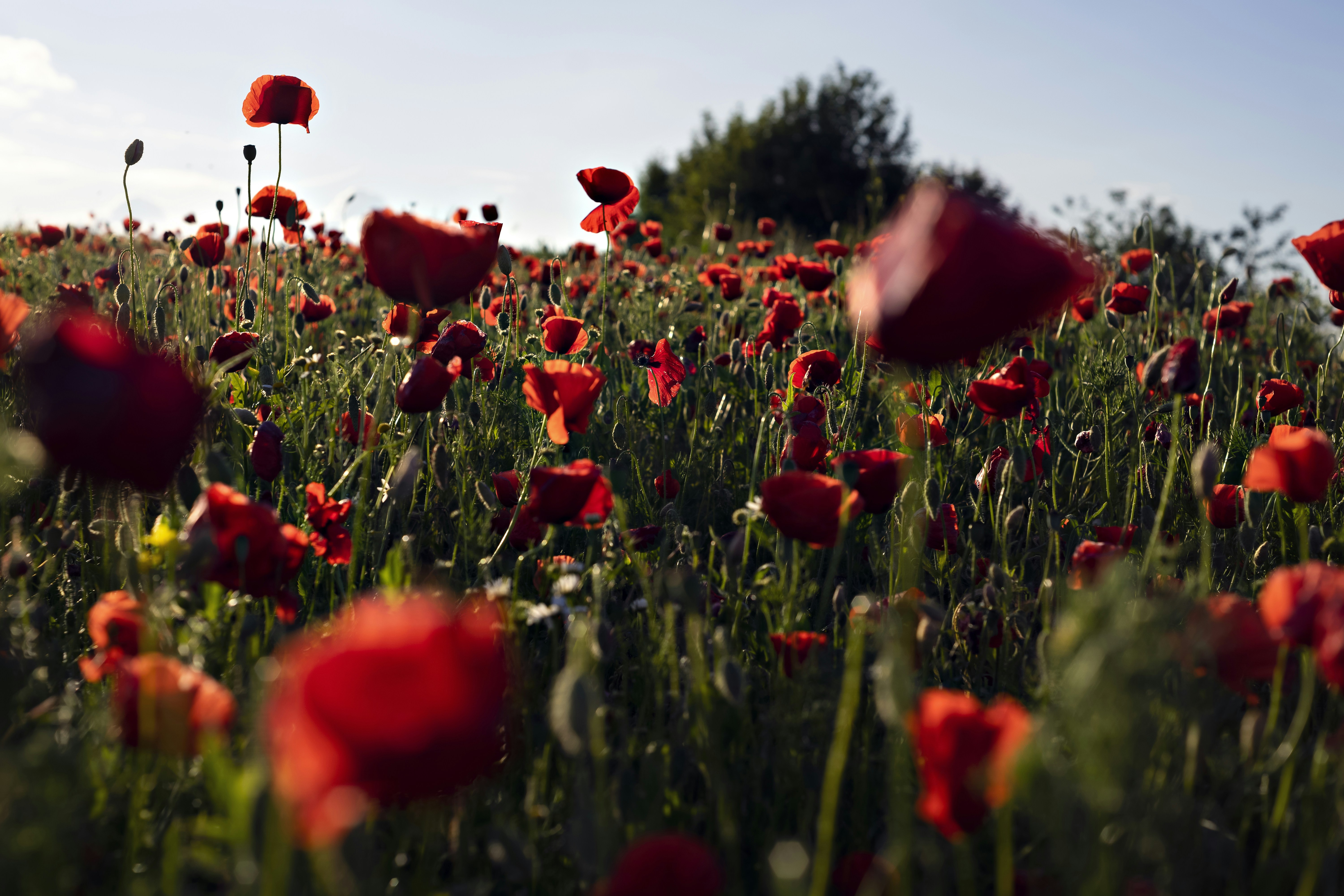 Defocused, blurred wild poppies field background. Close up