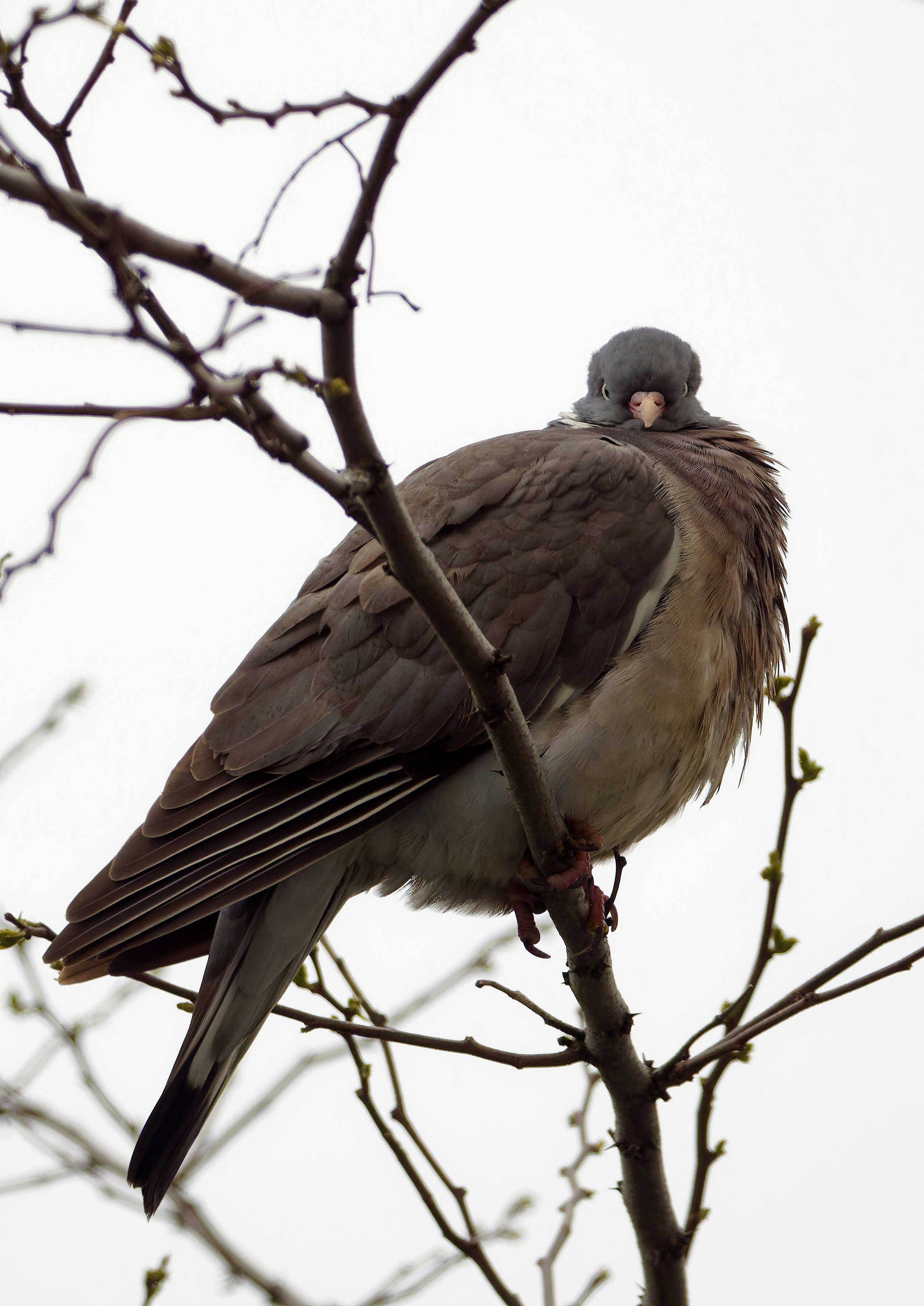 Winter-gray pigeon on a bare-branched perch, eyes meeting the quiet sky