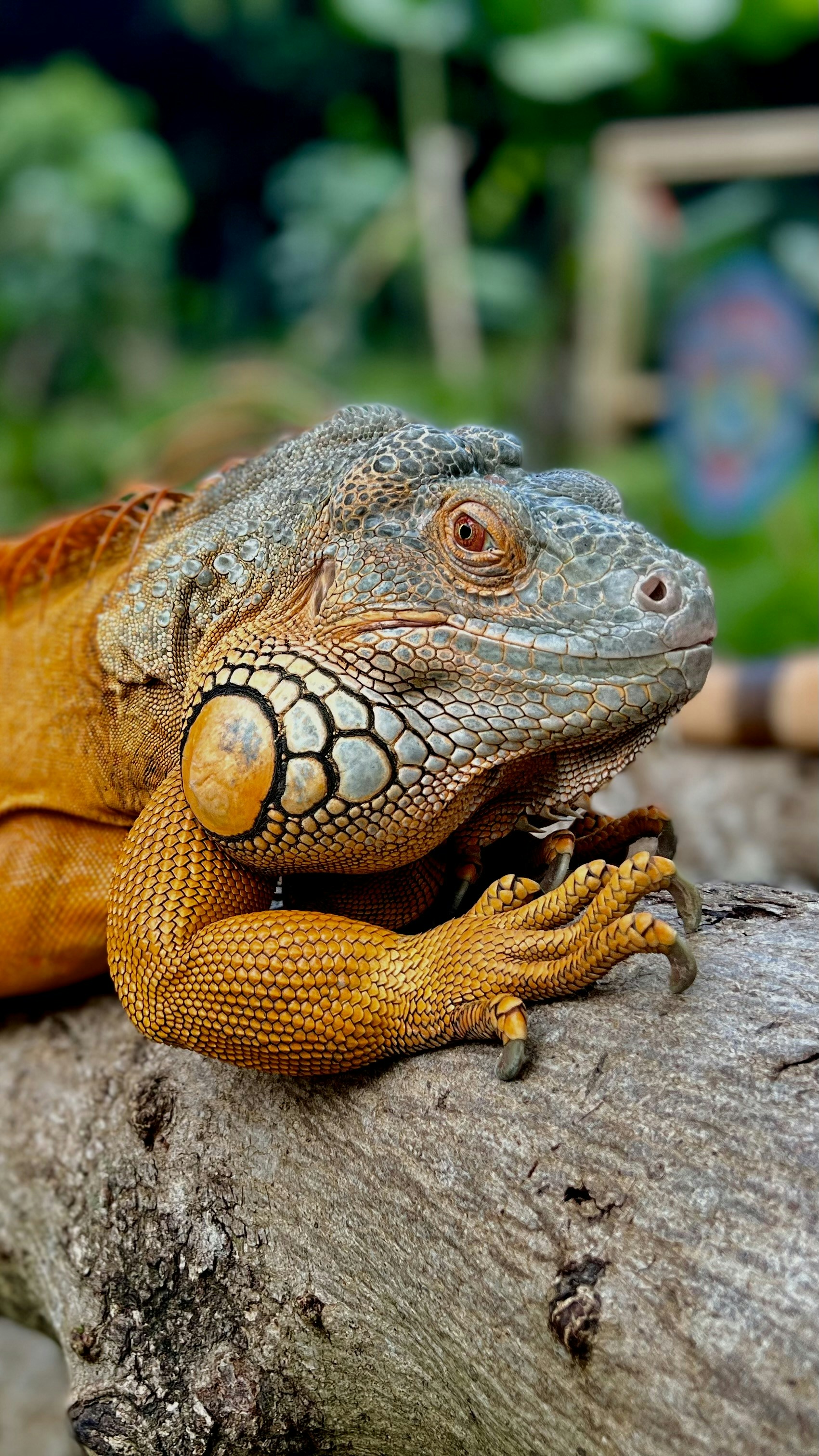 Iguana