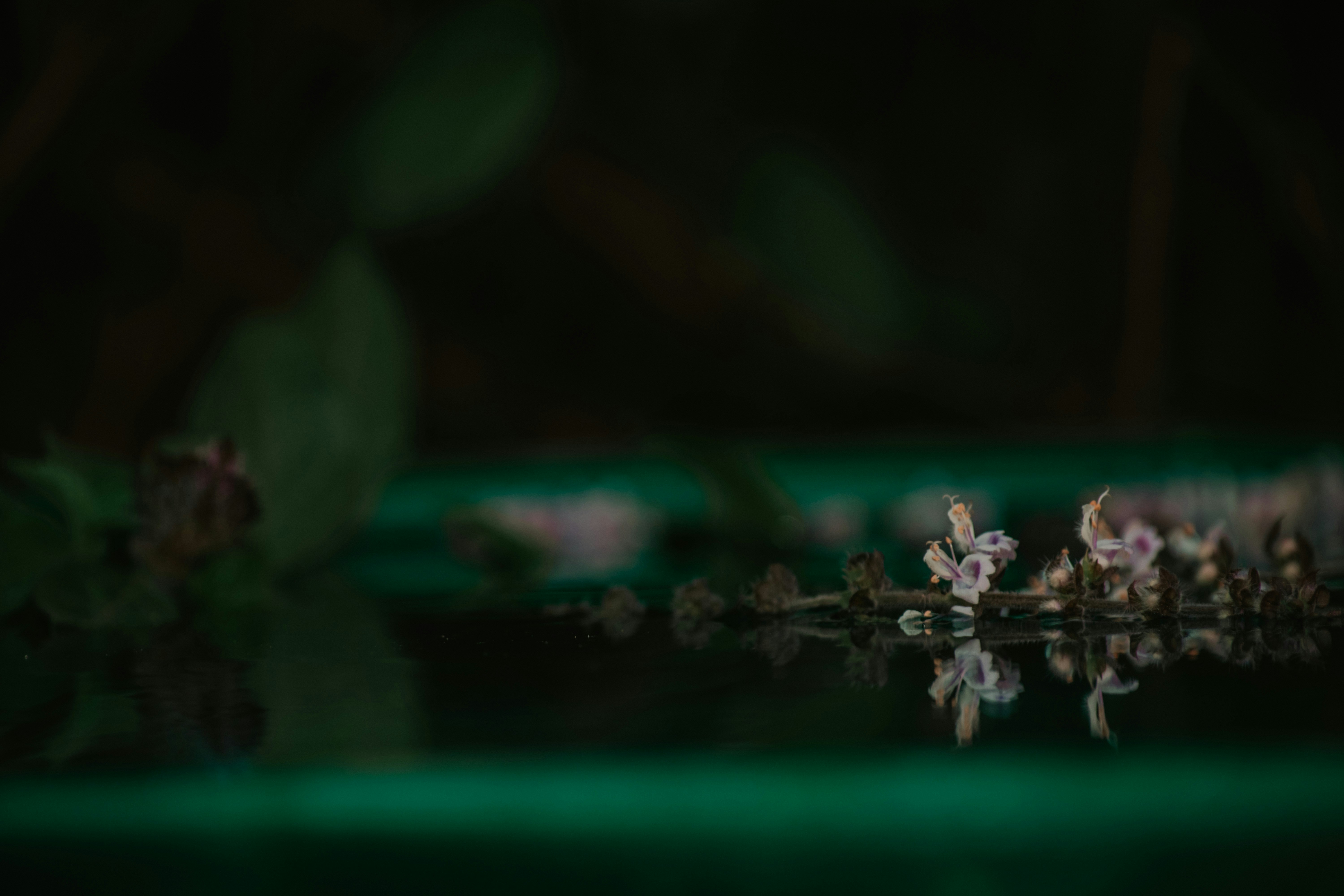 Whisper of Blooms on a Quiet Surface