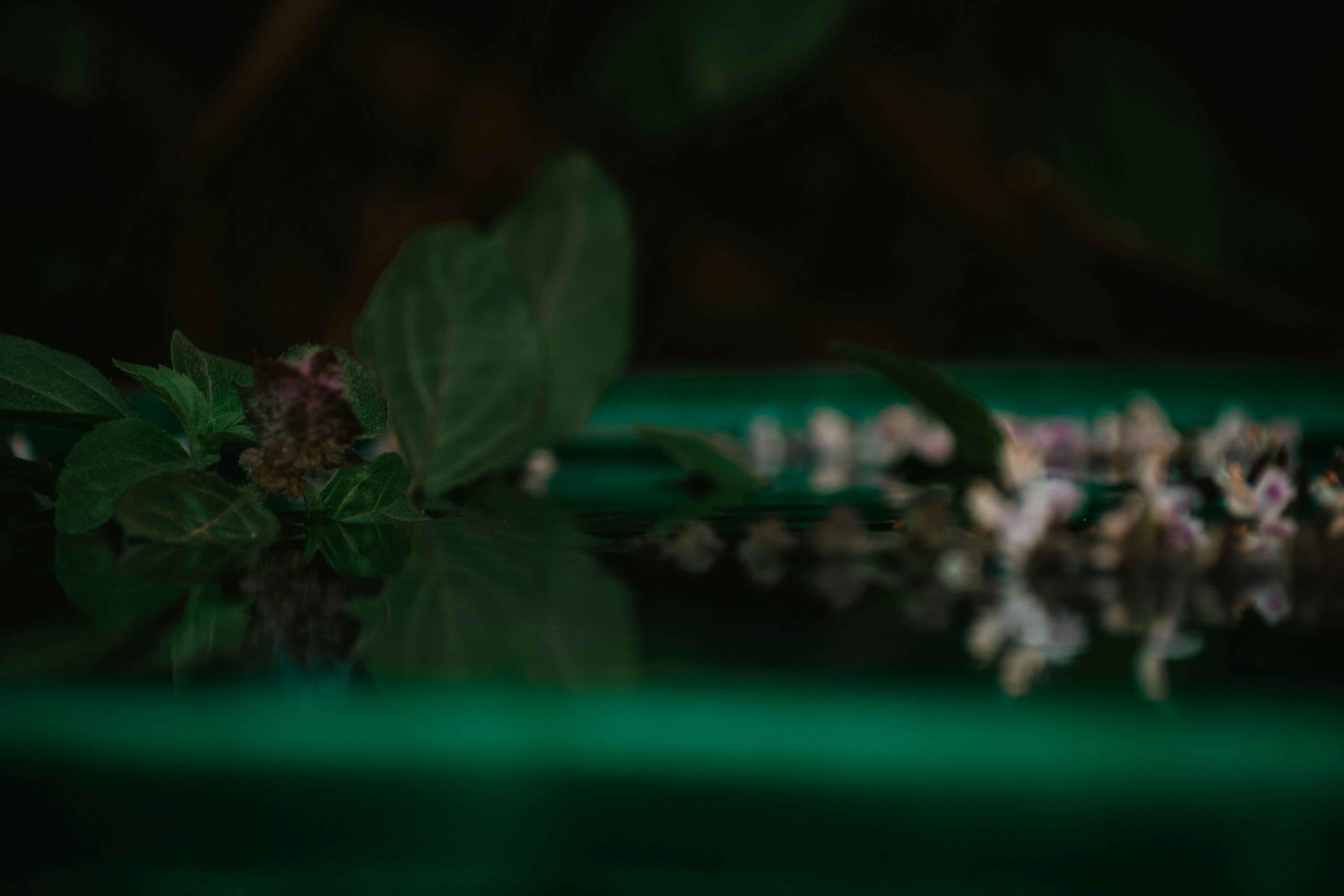 Whispering Green: a Macro Moment by the Glassy Surface