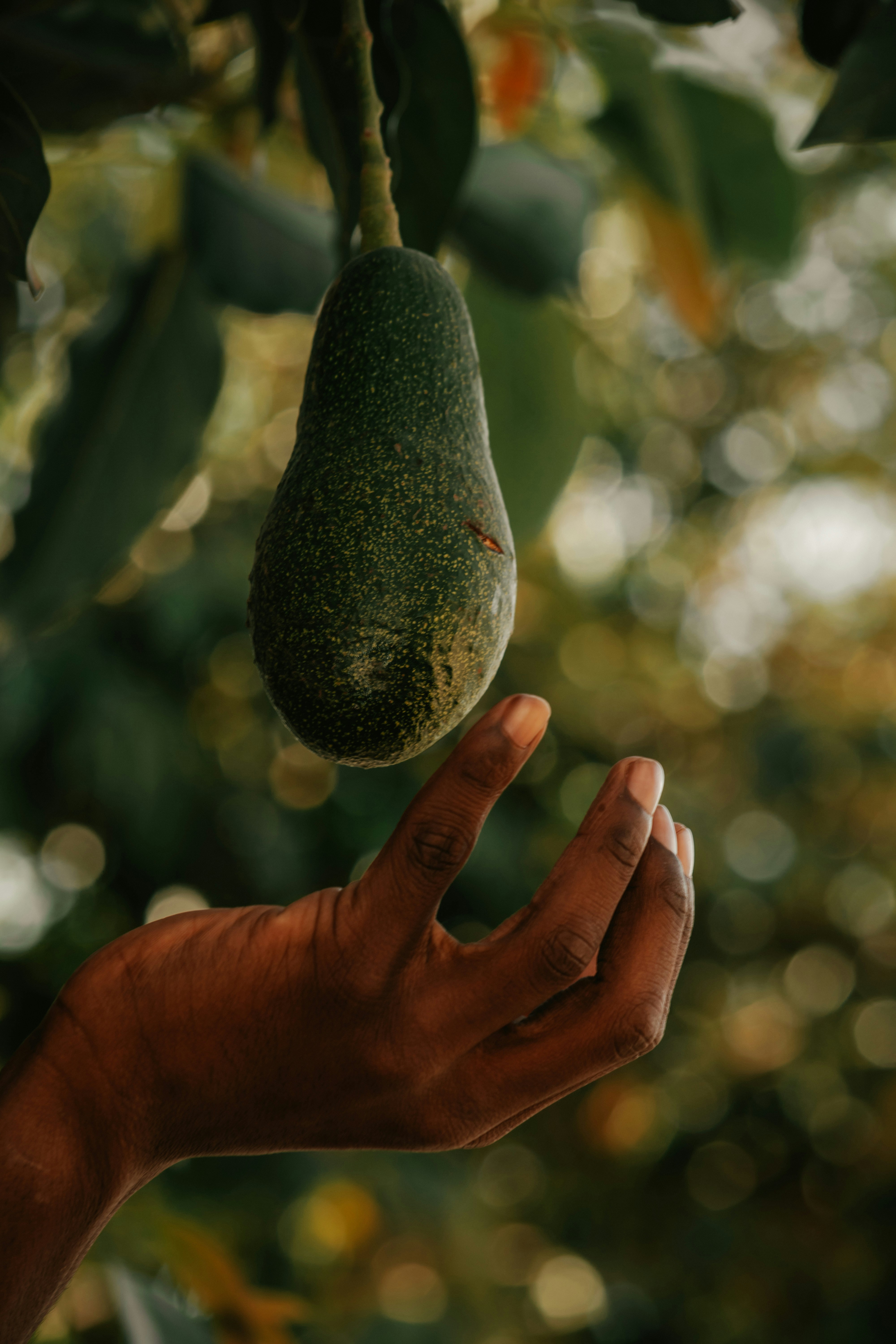 A hand reaching up to pick a fruit from a tree photo – Free Food Image ...