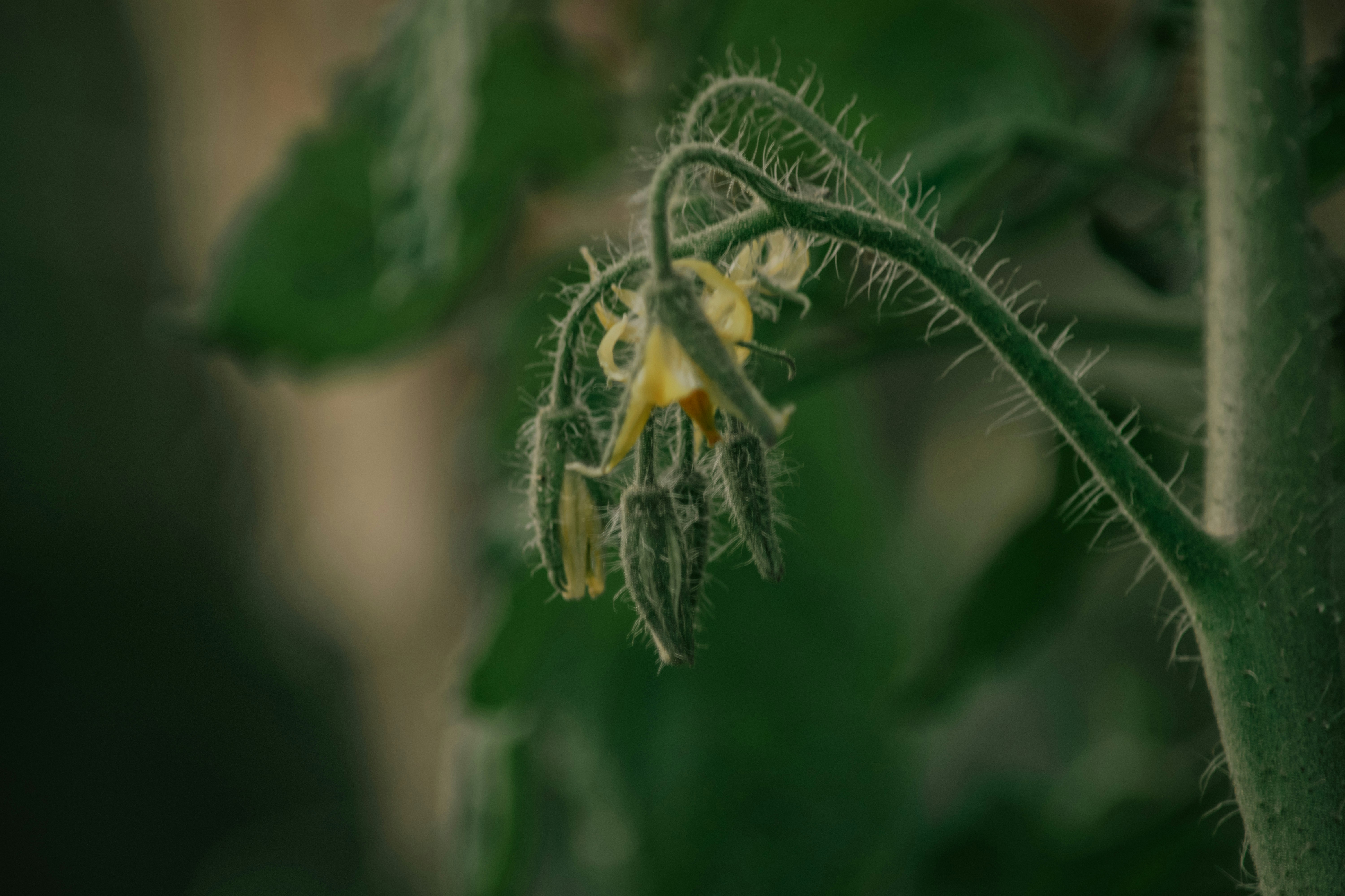 a close up of a green plant with yellow flowers