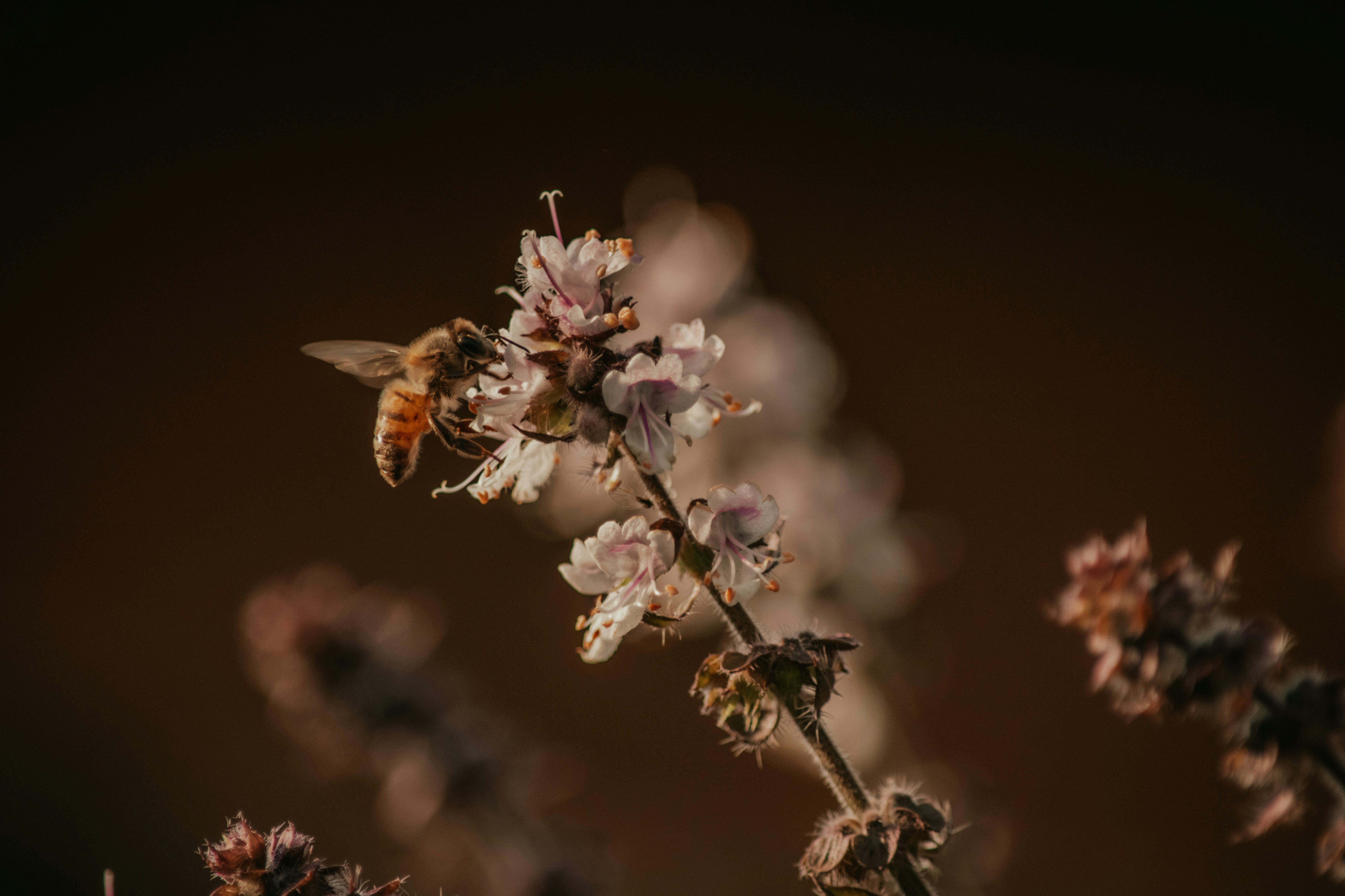 Blooming bee in warm twilight on a slender stem