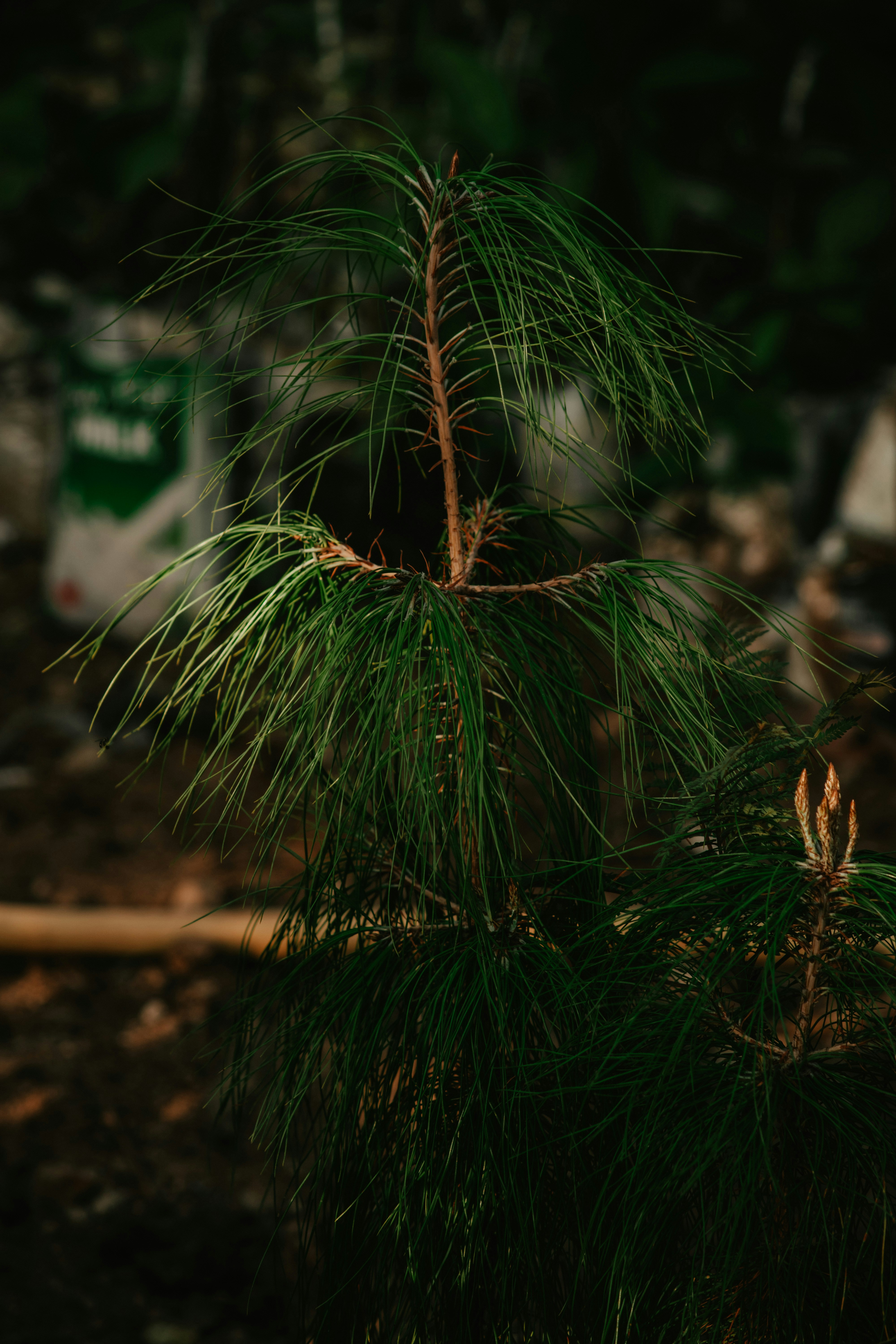 a close up of a pine tree with a blurry background